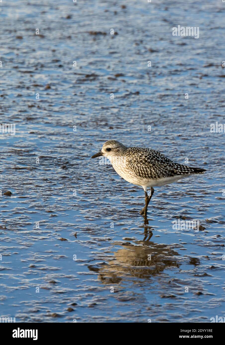 Grey Plover with reflection, standing in water, RSPB Titchwell Marsh ...