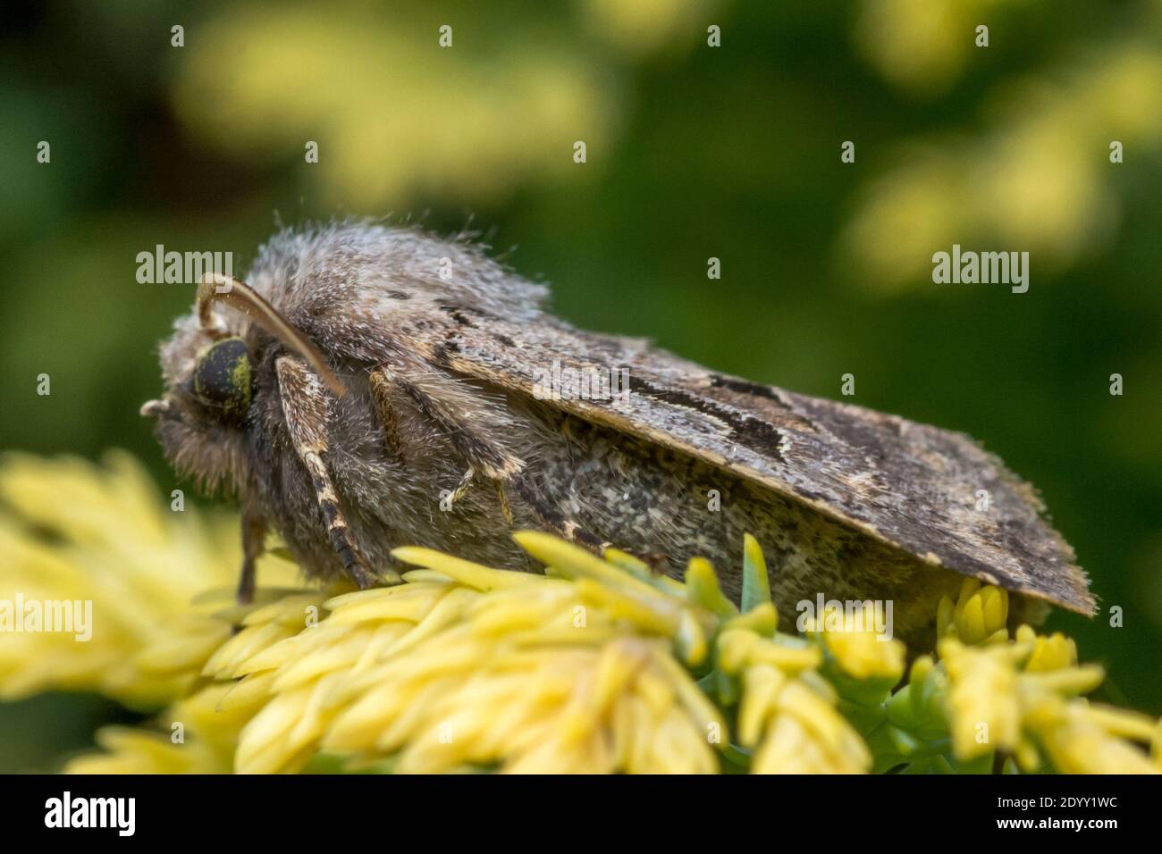 Hebrew Character moth, Chesterfield, Derbyshire, England Stock Photo ...