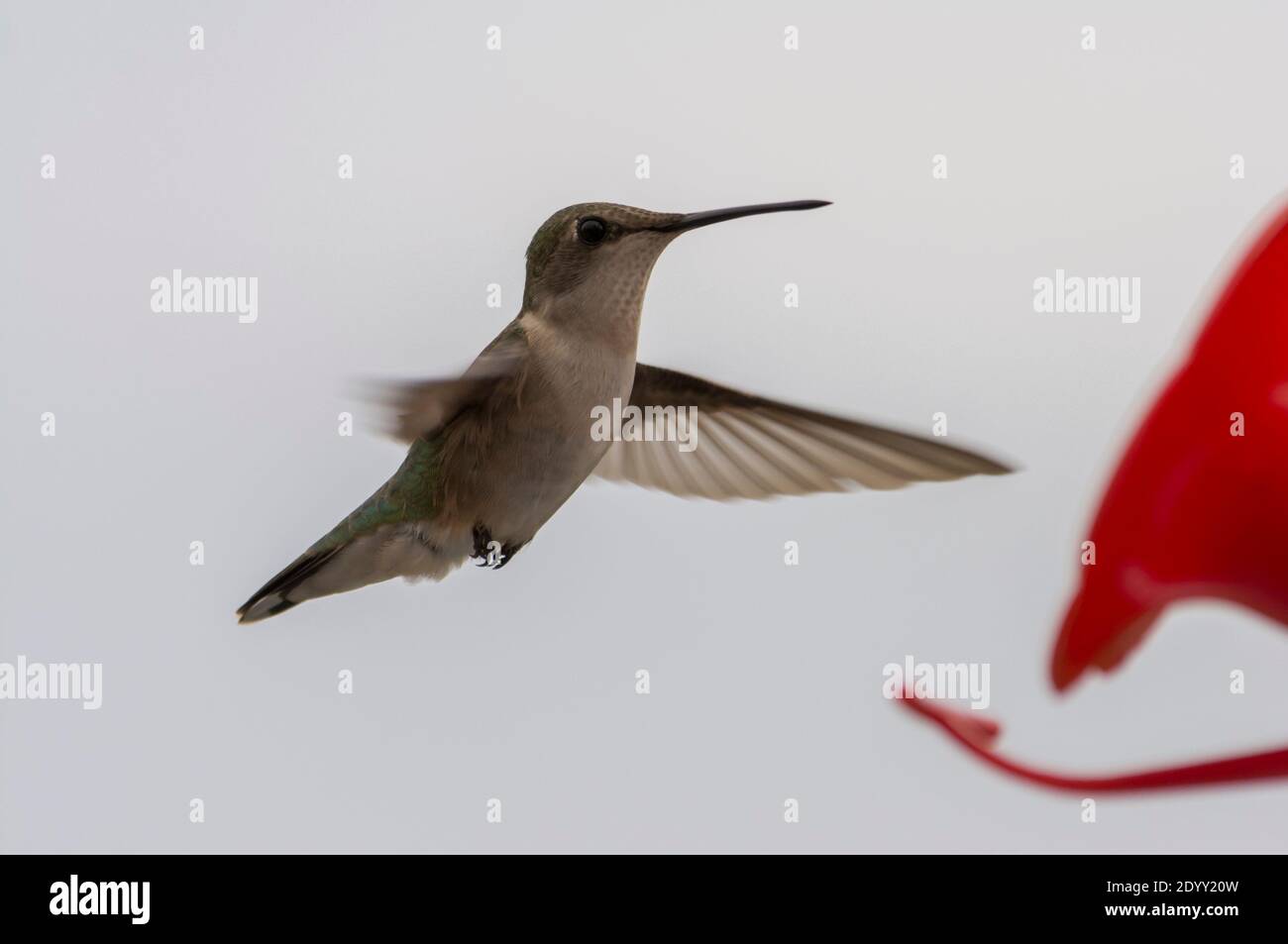 Female Ruby-throated Hummingbird flying to feeder, Delaware, US Stock ...