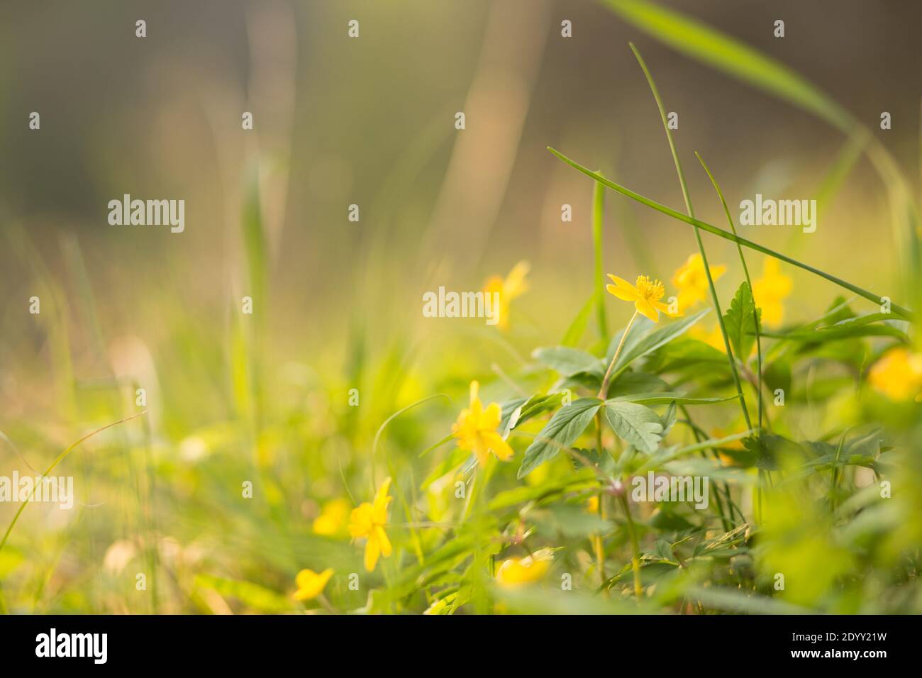 Wild field flowers in spring time close up image Stock Photo - Alamy