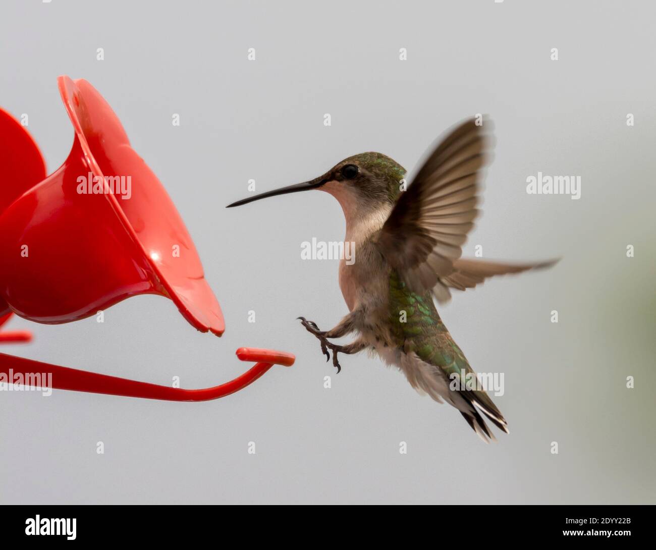 Female hummingbird landing hi-res stock photography and images - Alamy
