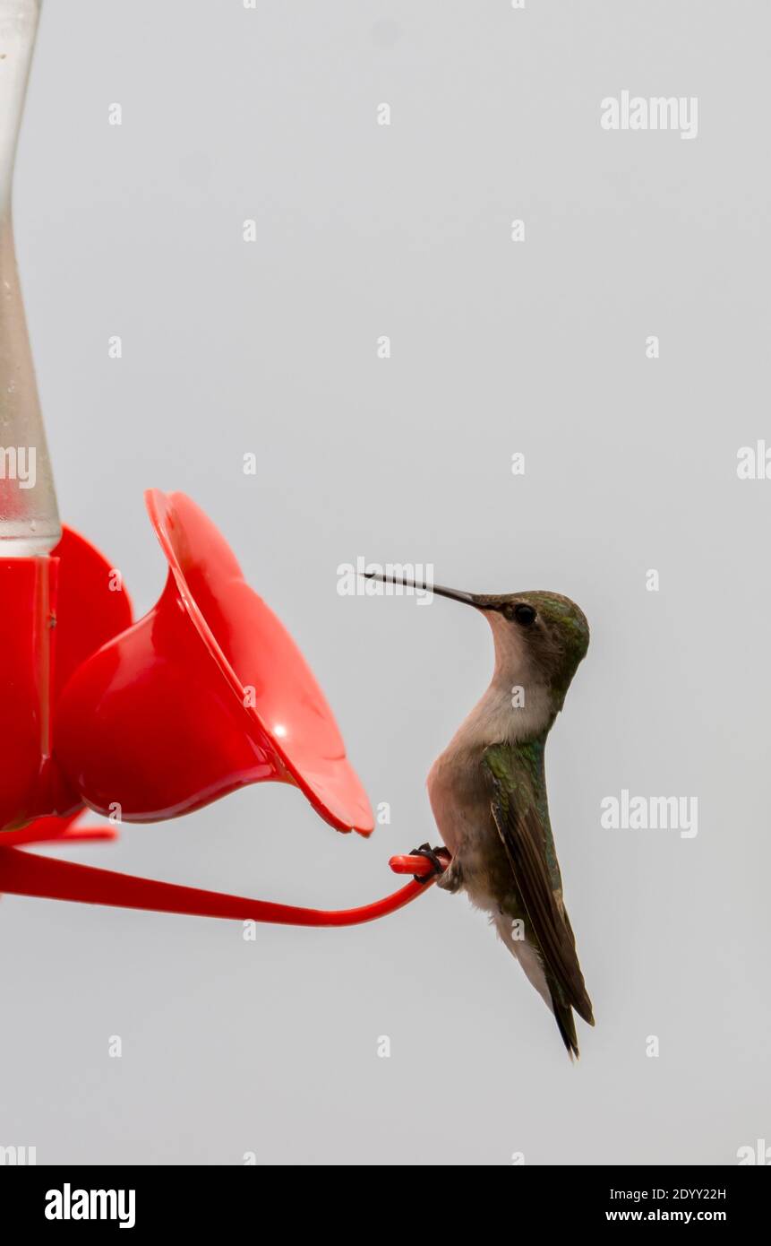 Hummingbird east coast hi-res stock photography and images - Alamy