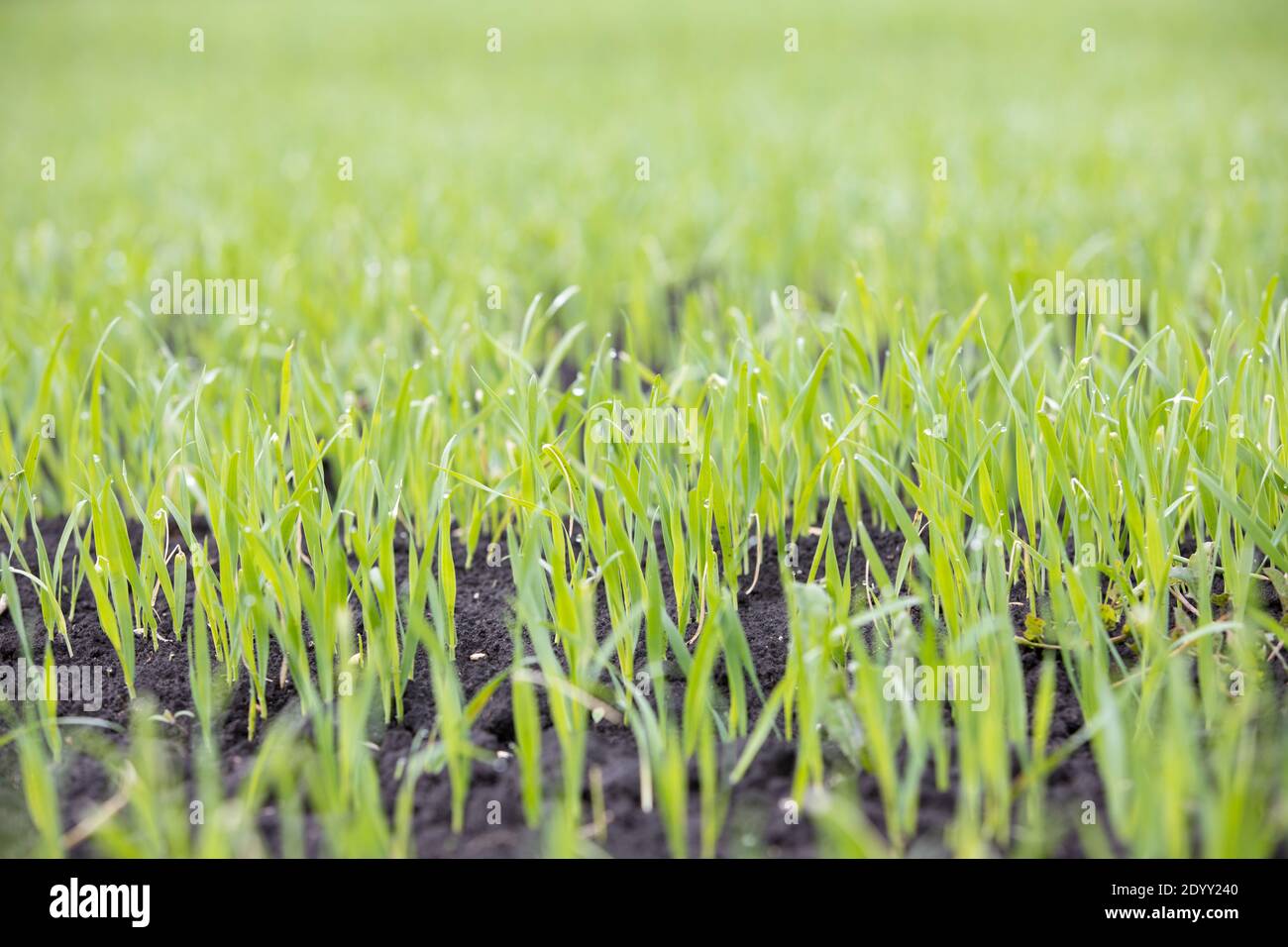 Growing wheat cereal plants on the field in spring Stock Photo - Alamy