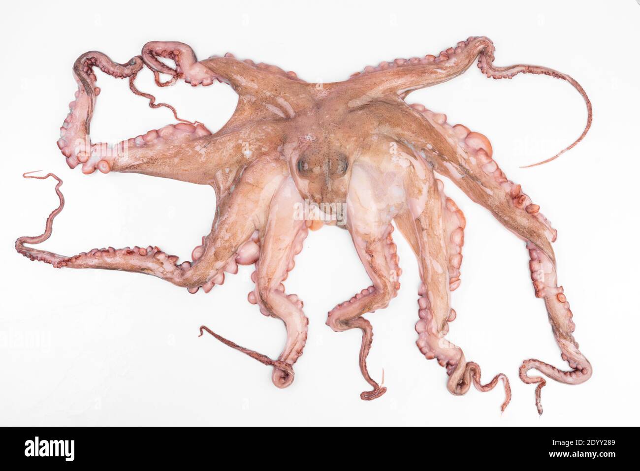 fresh raw octopus tentacles isolated on a white background, rich in ...