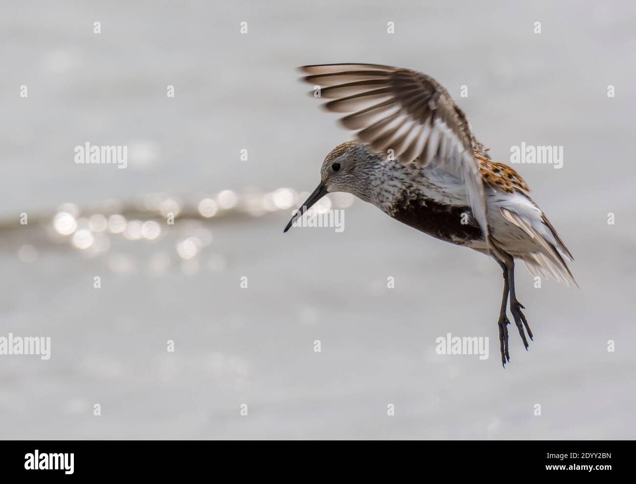 Dunlin breeding plumage flight hi-res stock photography and images - Alamy