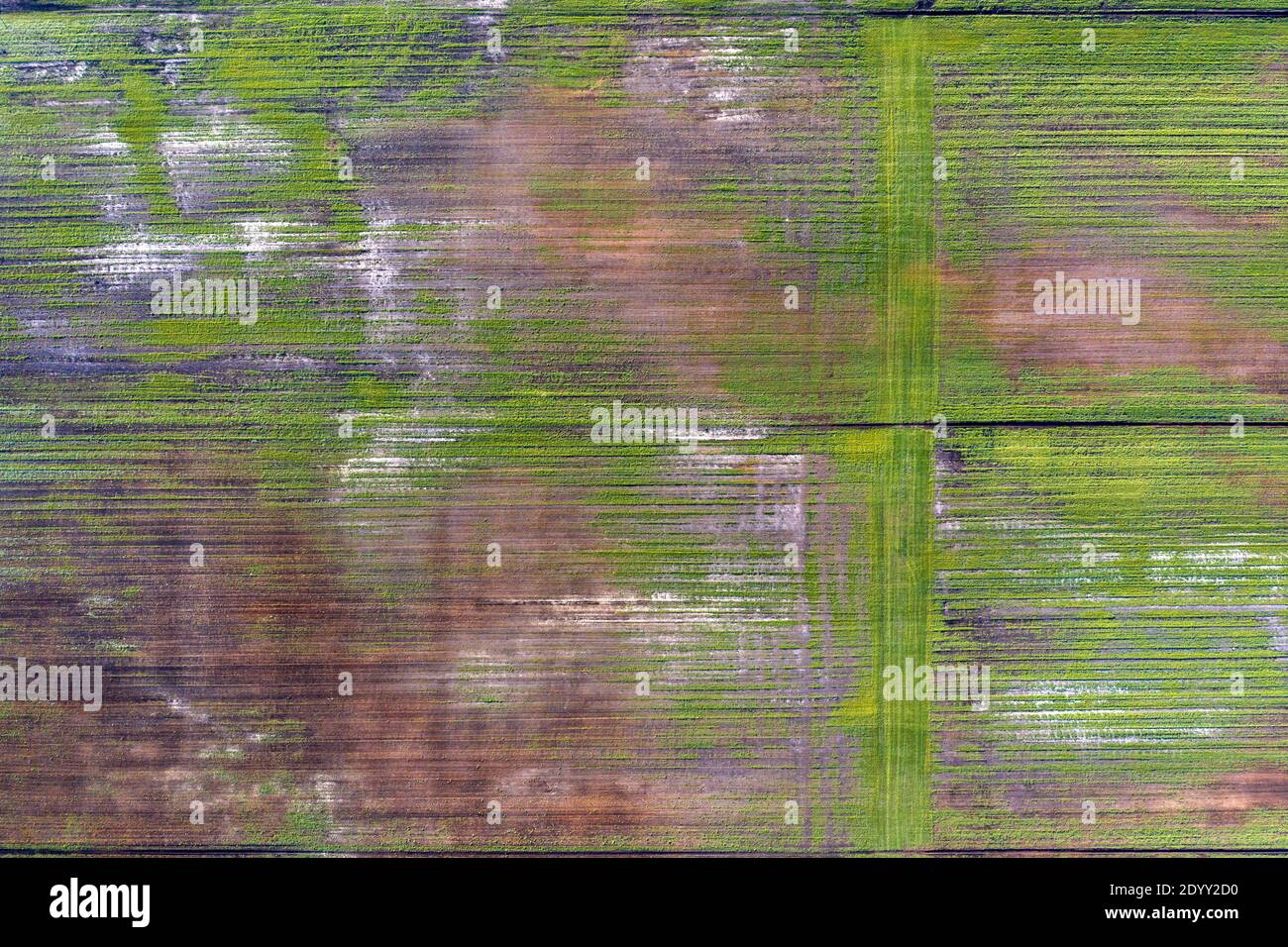Weather damaged wheat hi-res stock photography and images - Alamy