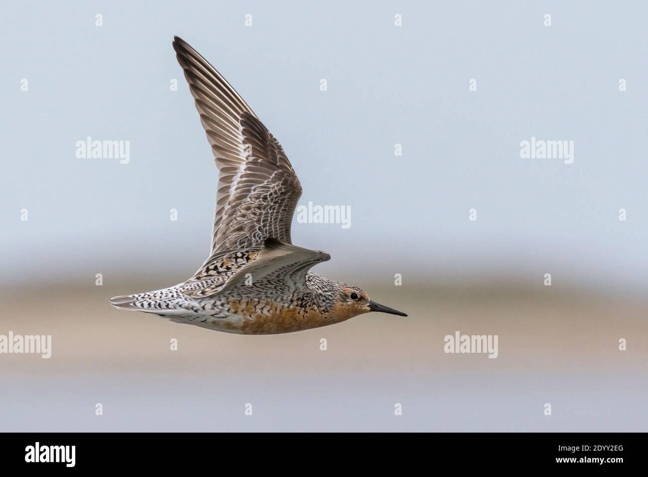 Red knot migratory bird hi-res stock photography and images - Alamy