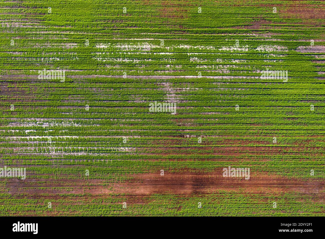 Wheat crops damaged hi-res stock photography and images - Alamy