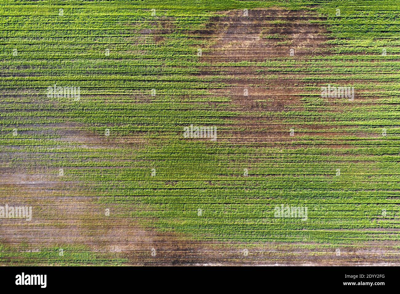 Wheat crops damaged hi-res stock photography and images - Alamy