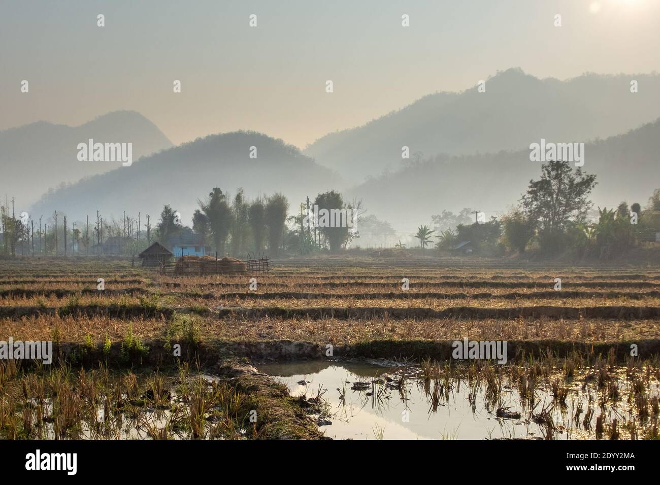 Rice field after harvest against the background of the village and ...