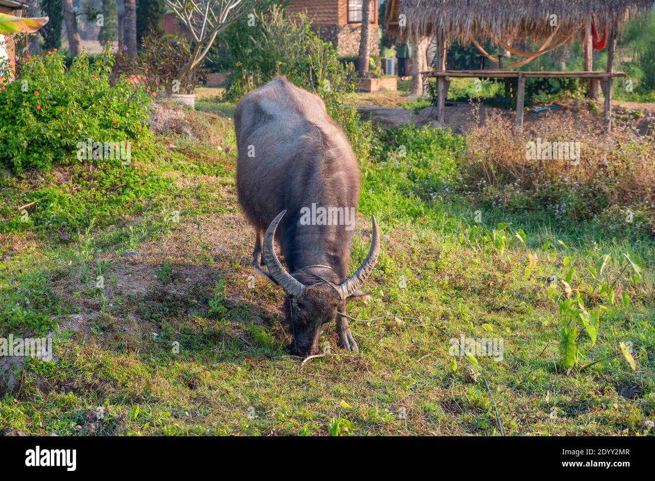 A large Asian bull grazes in a tropical village. Pai. Thailand Stock ...