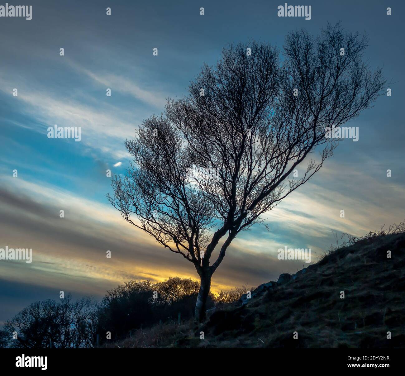 Tree and clouds at Loch Tuath, Isle of Mull, Scotland Stock Photo - Alamy