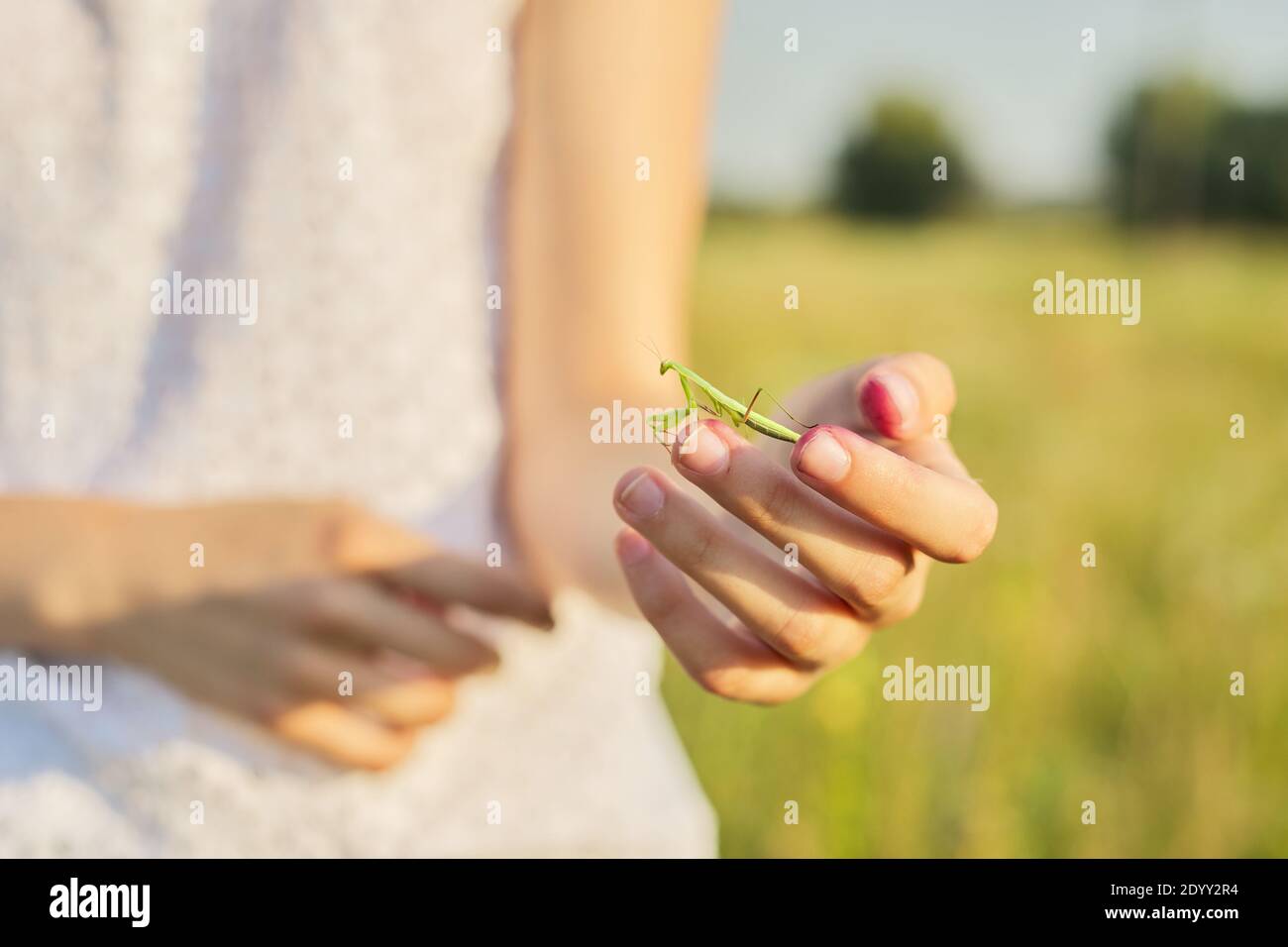 Close-up of green mantis insect in girl's hand Stock Photo - Alamy