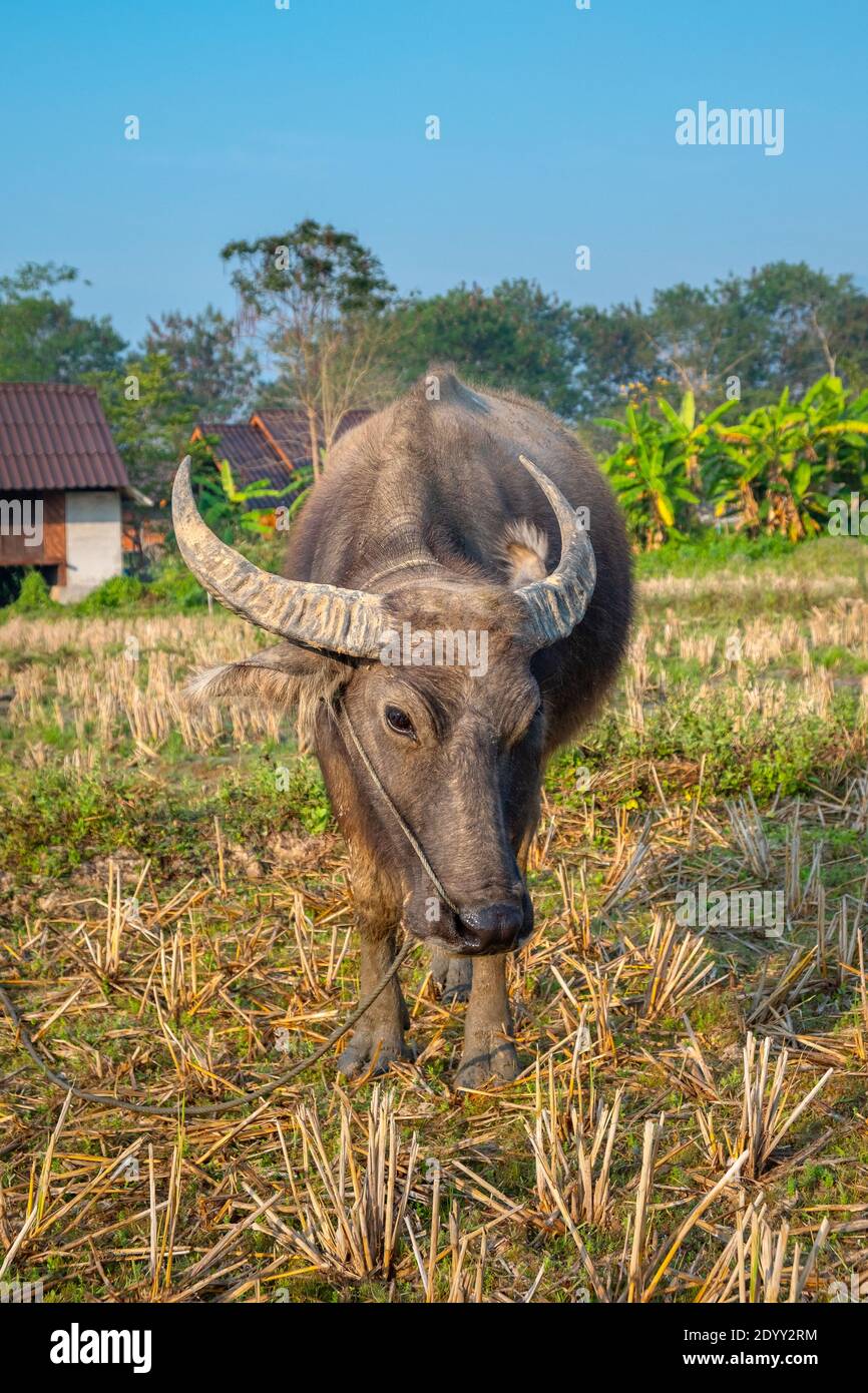 Close-up of a young buffalo standing in the pasture with the village in ...