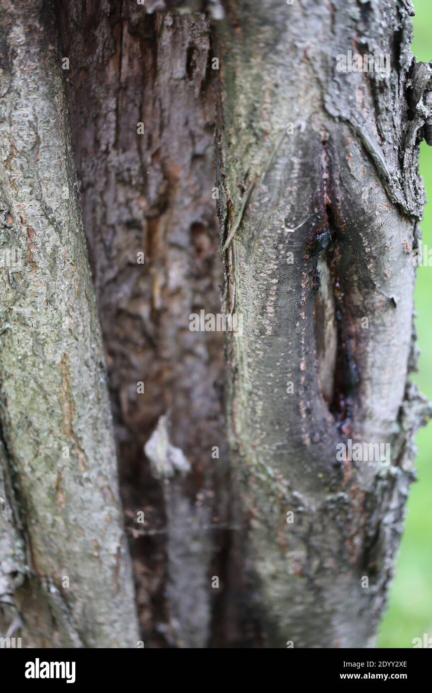 Variety of different tree species, lots of variant texture from the ...
