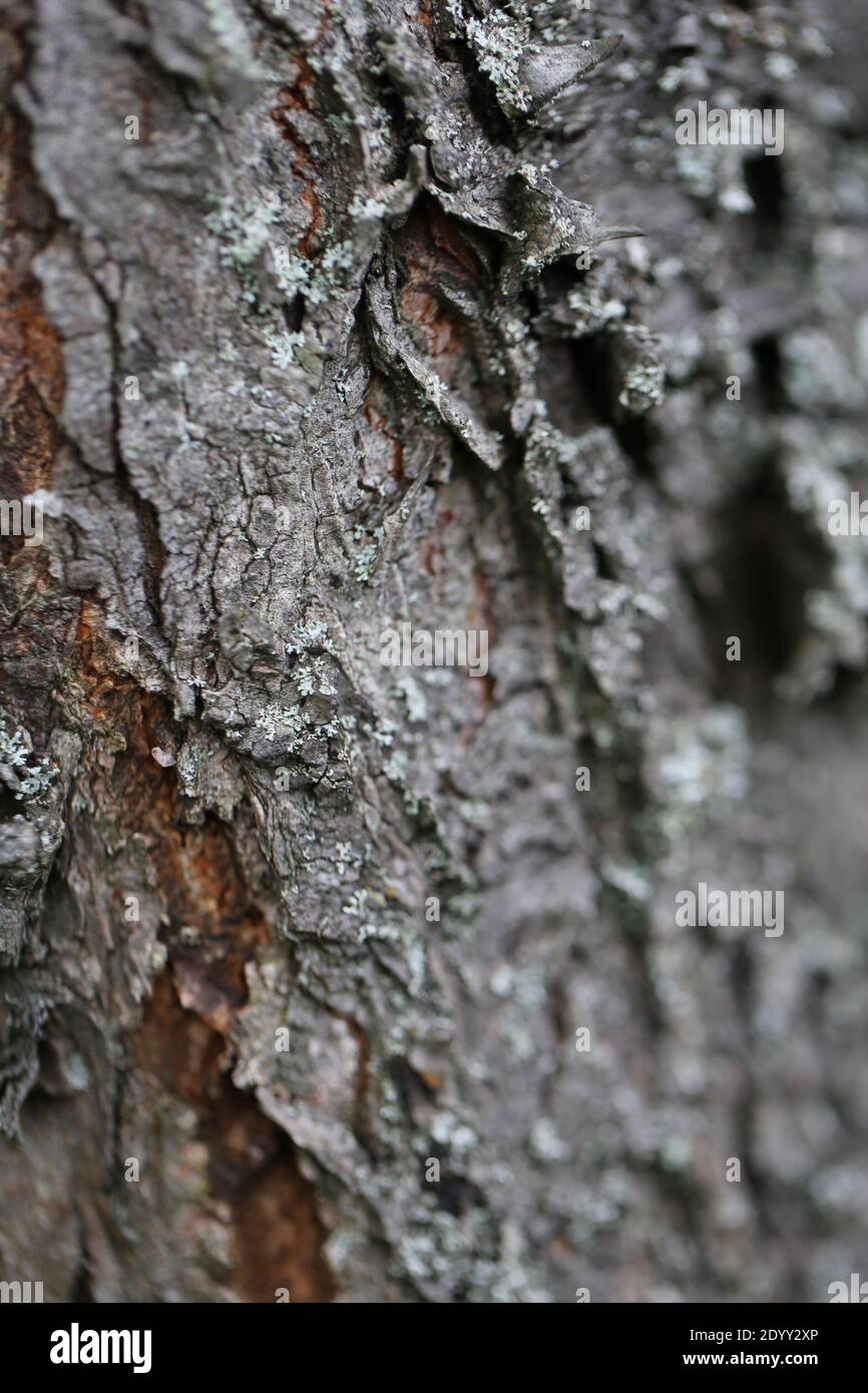Different tree trunk hi-res stock photography and images - Alamy