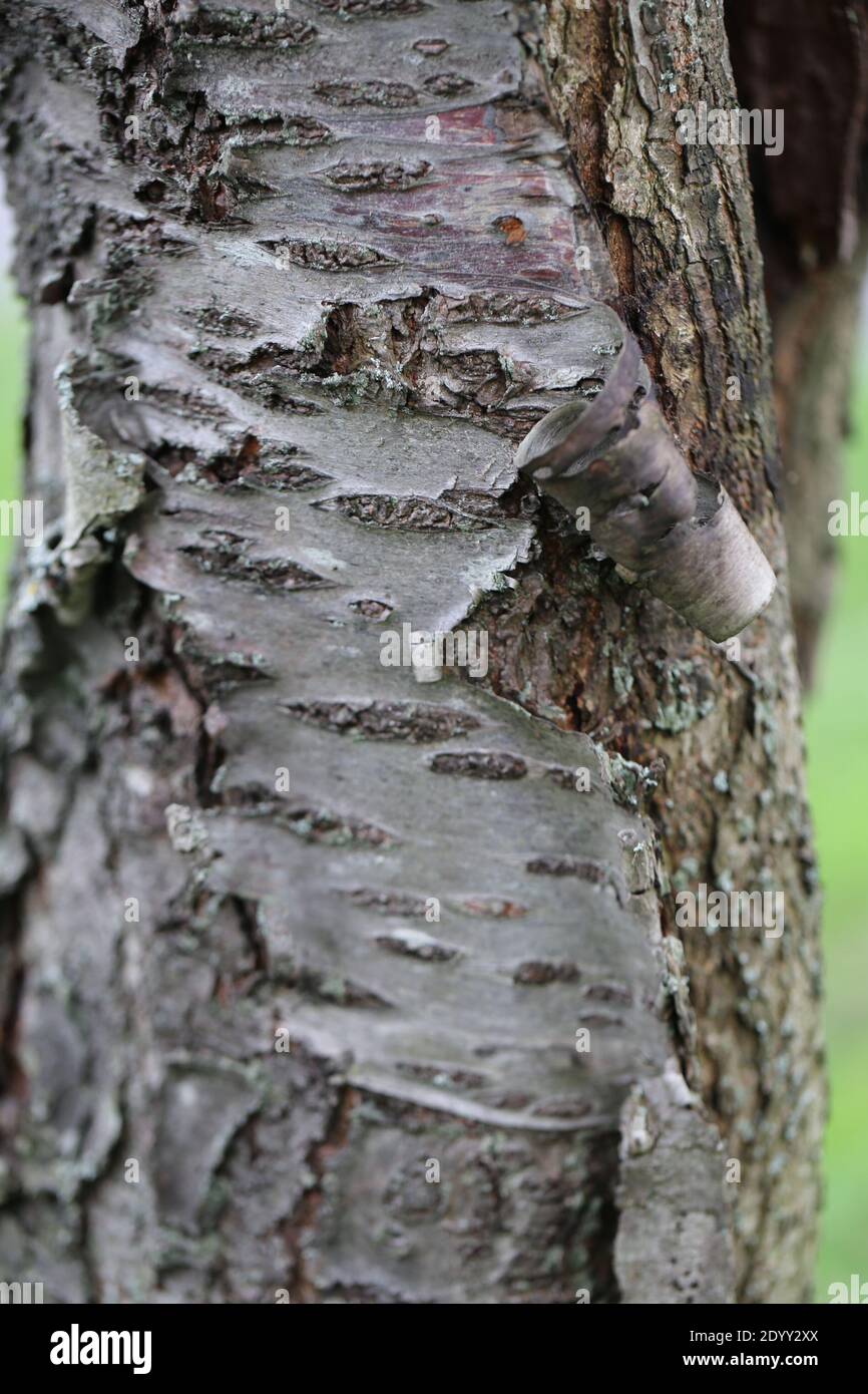 Variety of different tree species, lots of variant texture from the ...