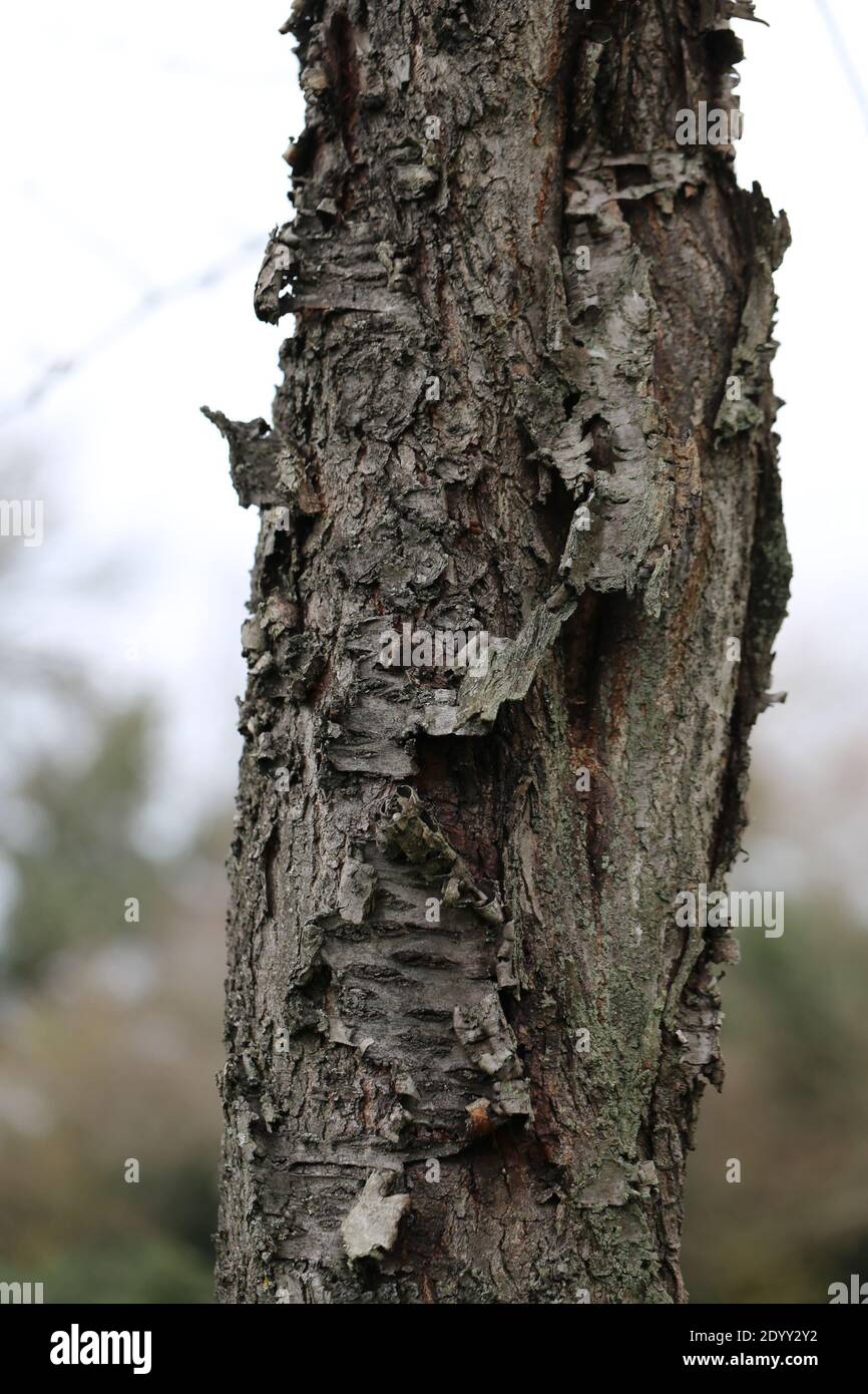Rotting log texture hi-res stock photography and images - Alamy