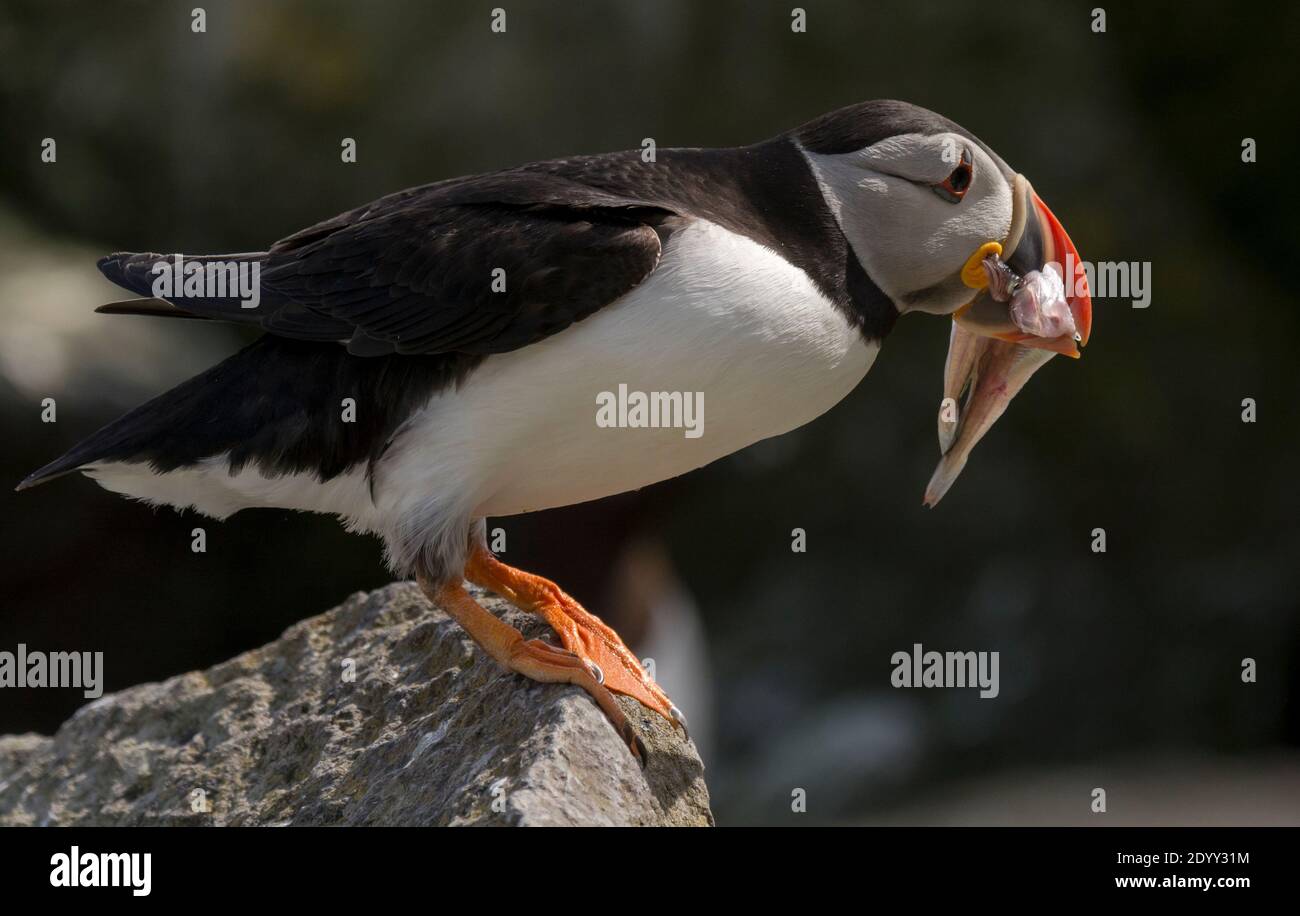 Parrot fish eye hi-res stock photography and images - Alamy