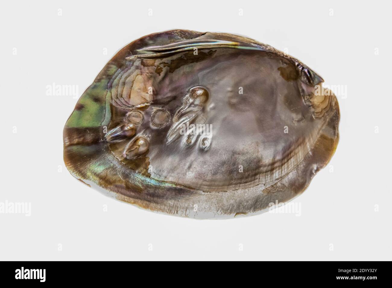 Large polished pearl oyster shell half isolated on white background ...