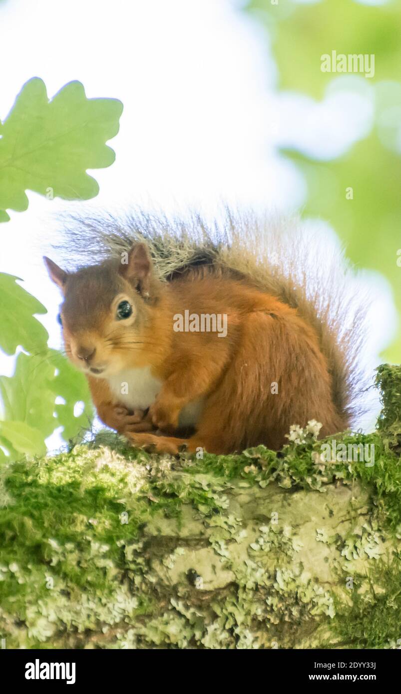Red squirrel lake district hi-res stock photography and images - Alamy