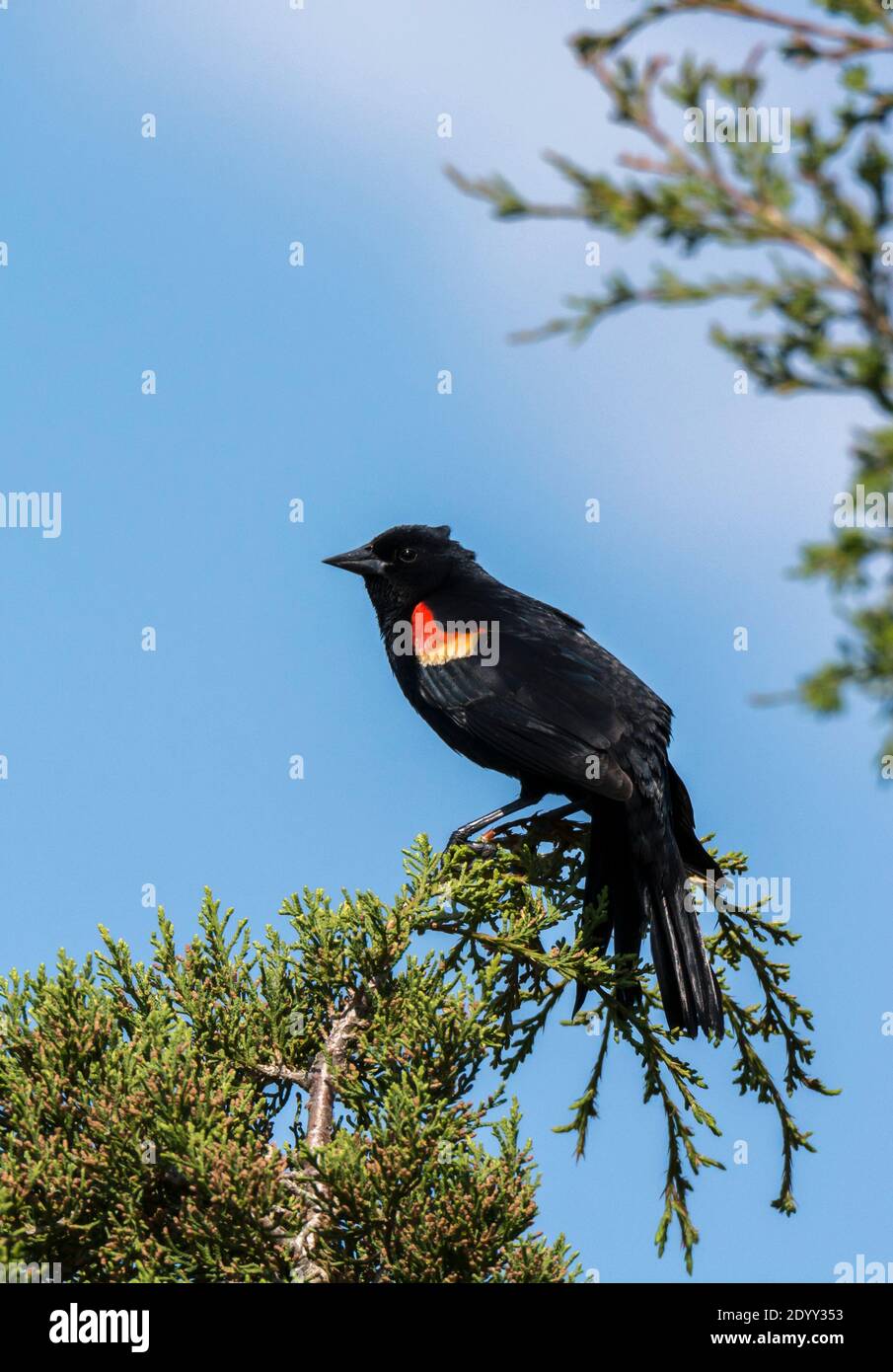 Common blackbird flight hi-res stock photography and images - Alamy
