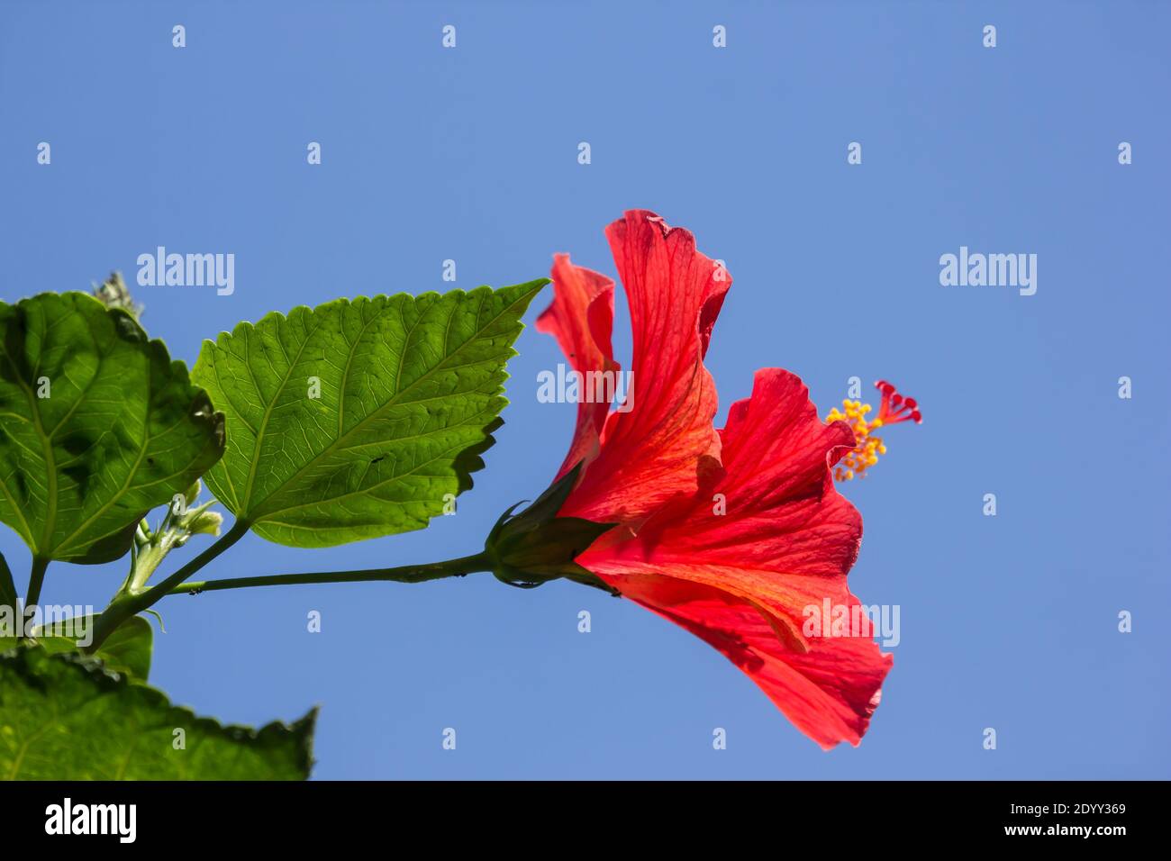 Close up Pollen of red Hibiscus rosa-sinensis or Cooperi with green ...