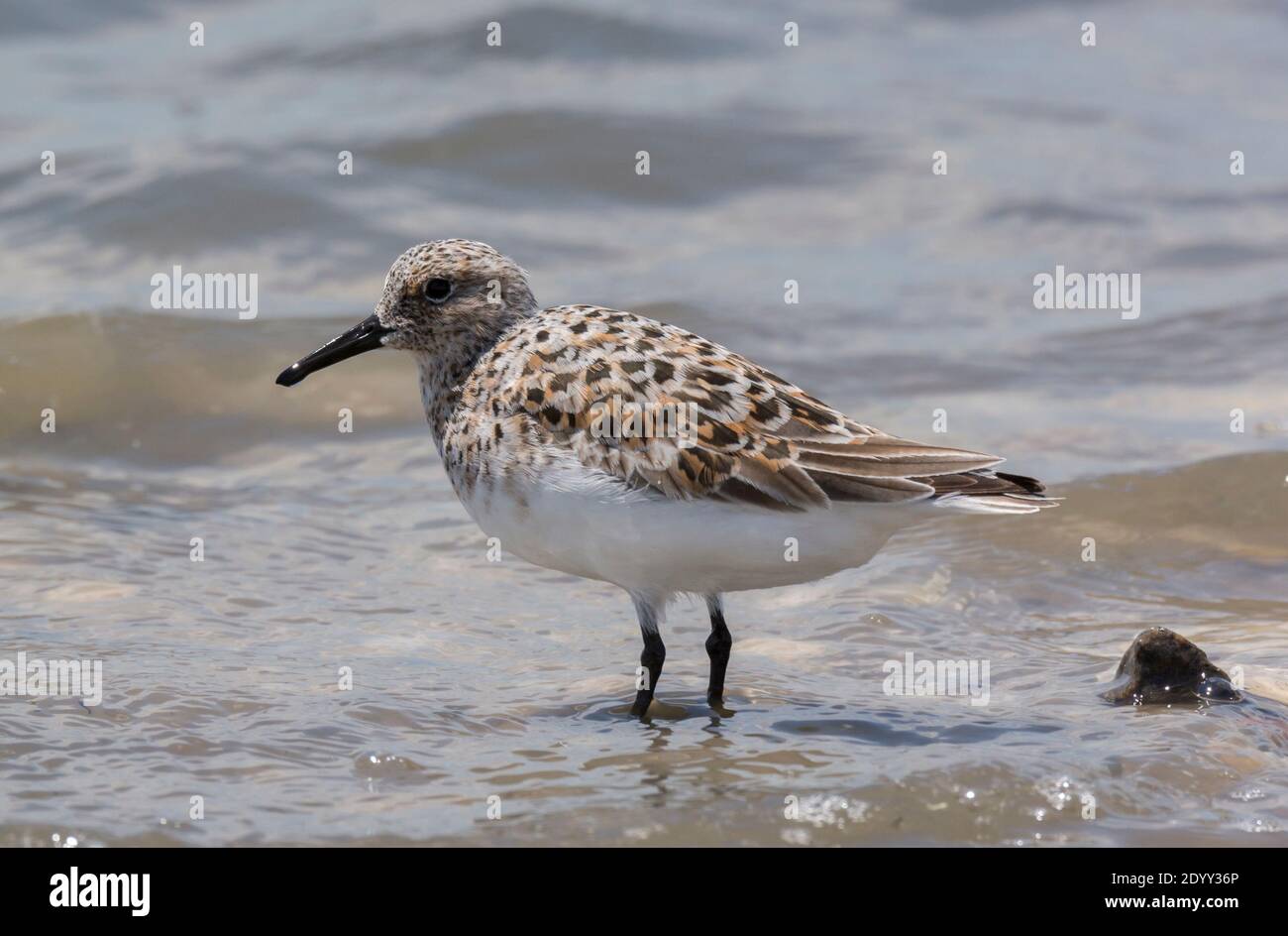 Sanderling summer breeding plumage hi-res stock photography and images ...