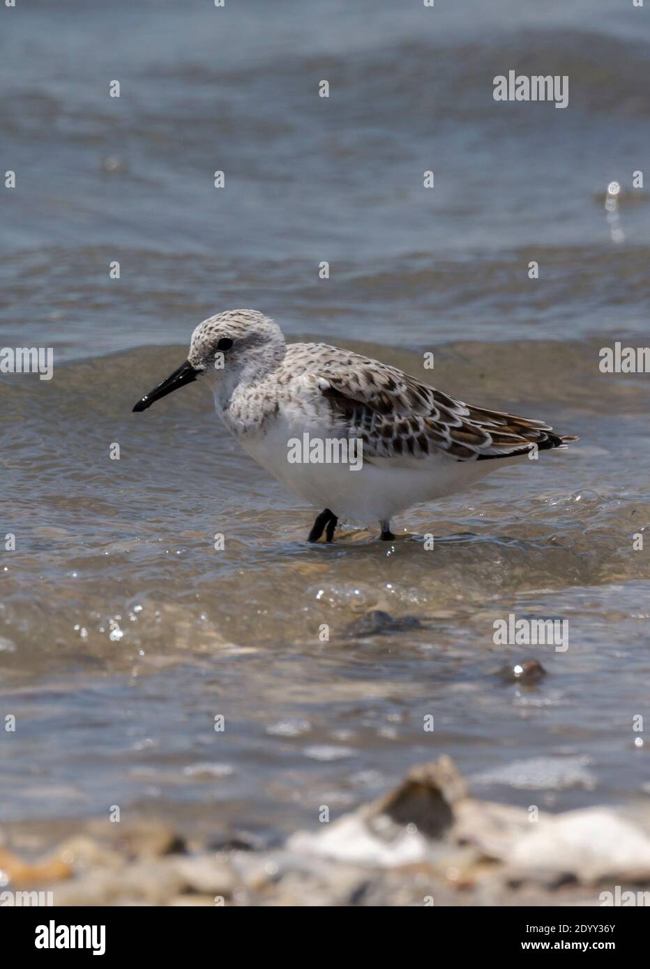 Sanderling summer breeding plumage hi-res stock photography and images ...