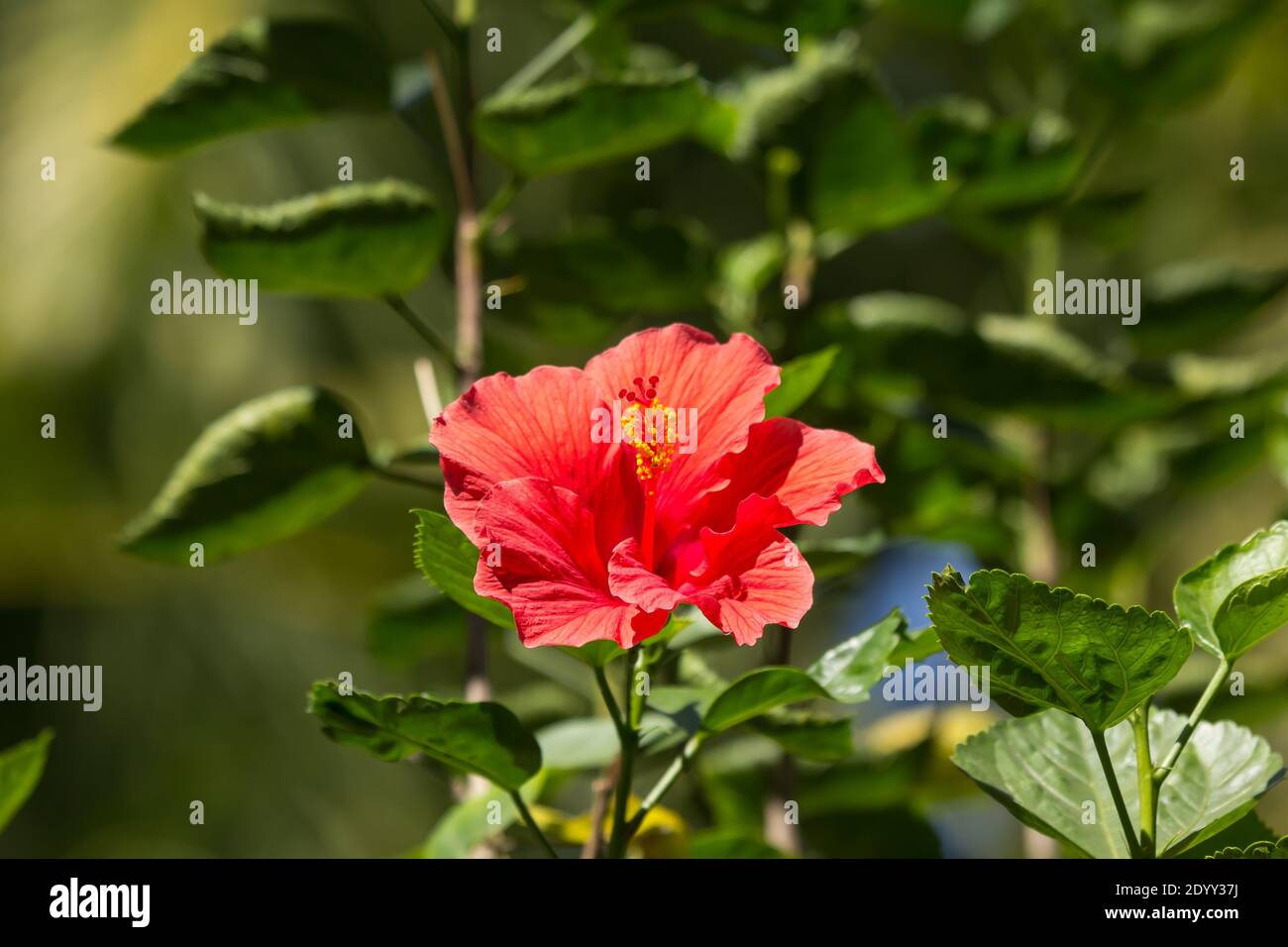 Close up Pollen of red Hibiscus rosa-sinensis or Cooperi with green ...