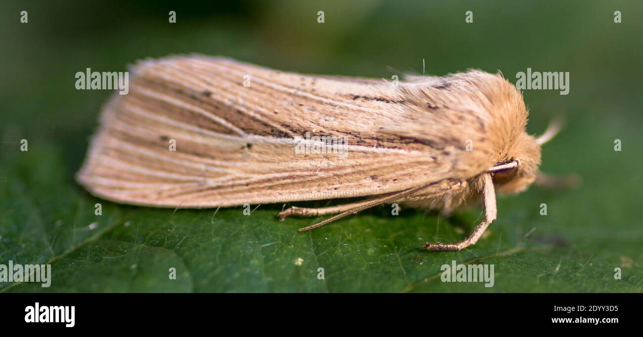 Smoky Wainscot moth, Shipdham, Norfolk, England Stock Photo - Alamy