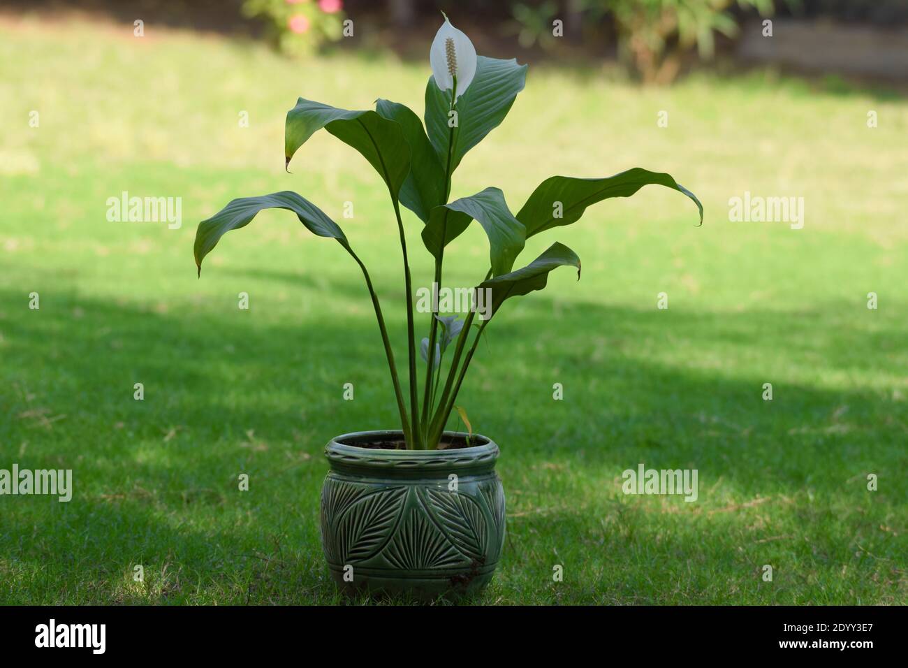 Peace lily flower plant with leaves in ceramic house pot. House plant ...