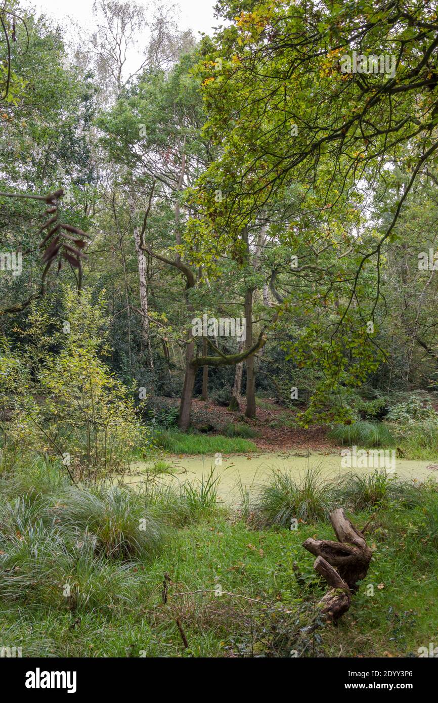 Thompson Common Nature Reserve, Norfolk, England Stock Photo - Alamy