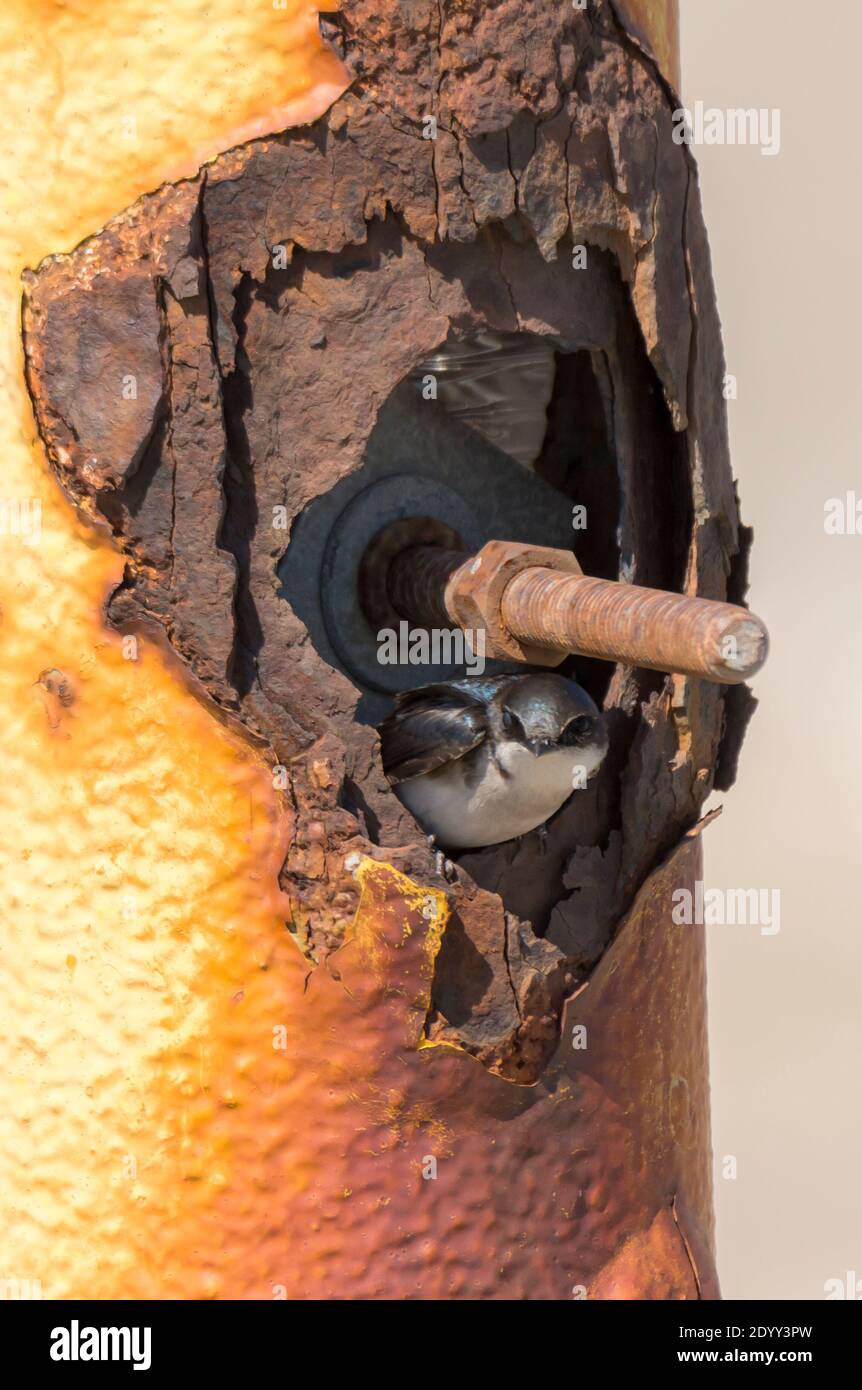 Tree Swallow emerging from nest in rusty pole, Port Mahon, Delaware Bay ...
