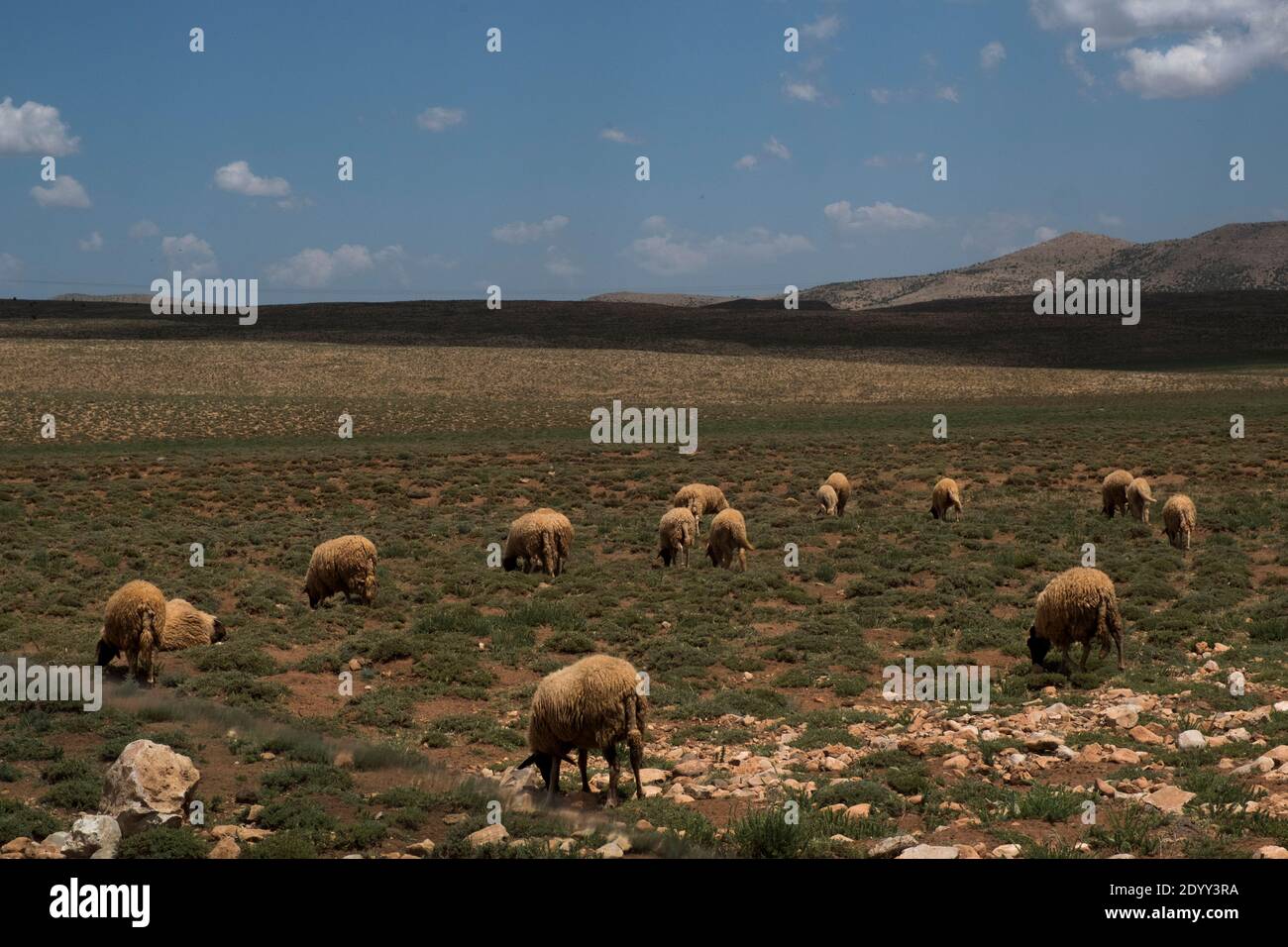 Flock of sheep in the plateau of Middle Atlas, Morocco Stock Photo - Alamy