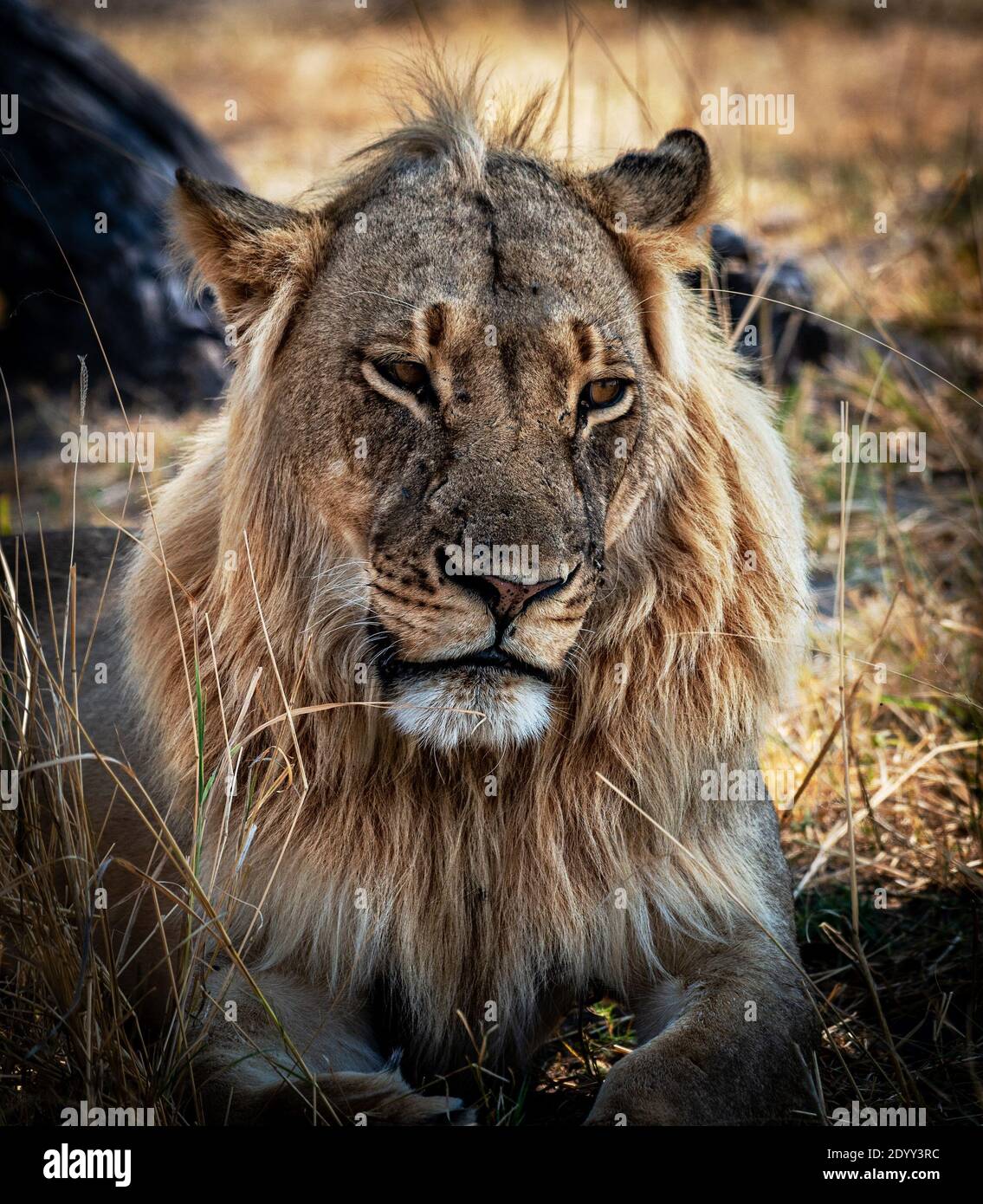 Khula hi-res stock photography and images - Alamy