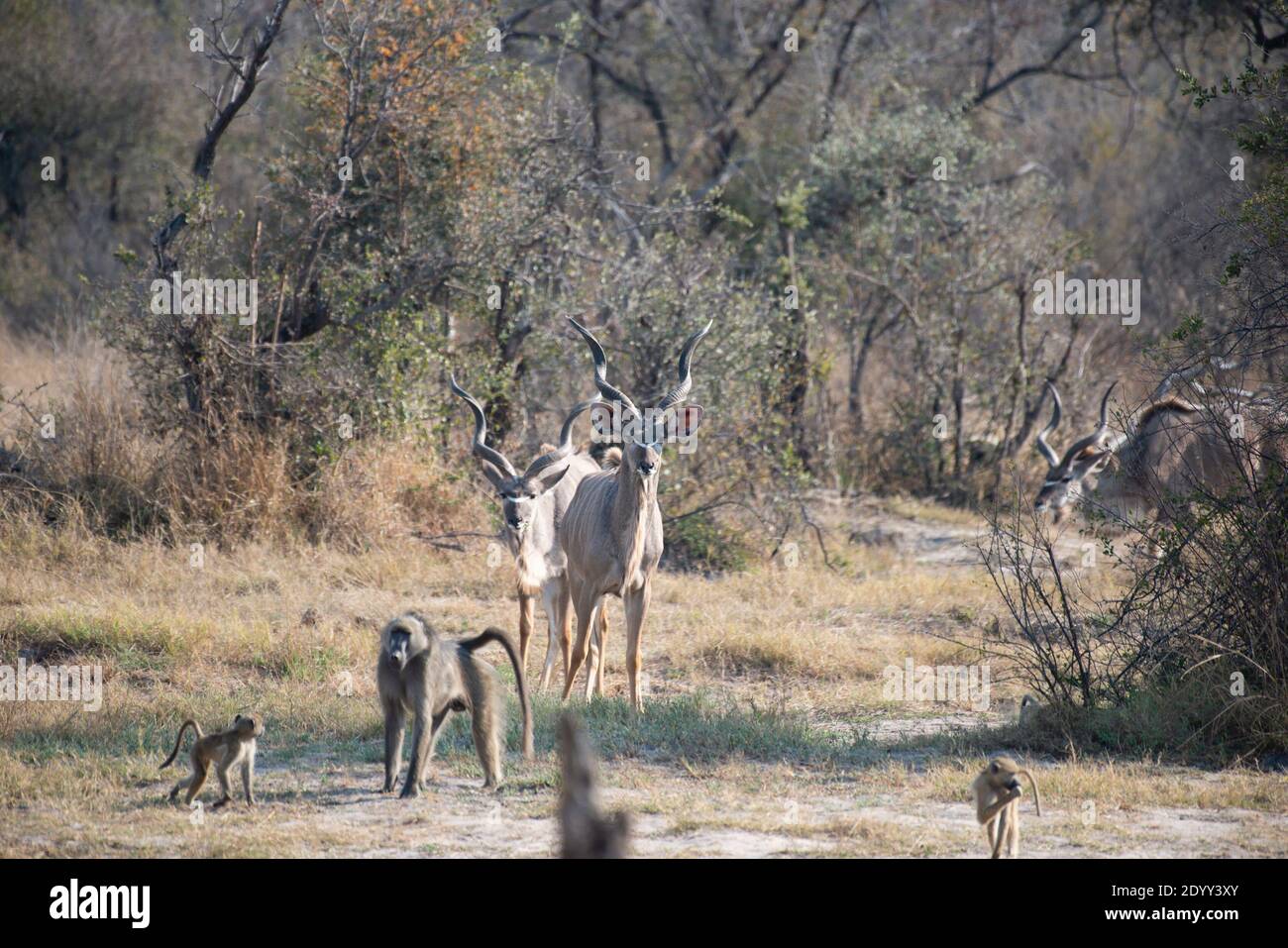 Khula hi-res stock photography and images - Alamy