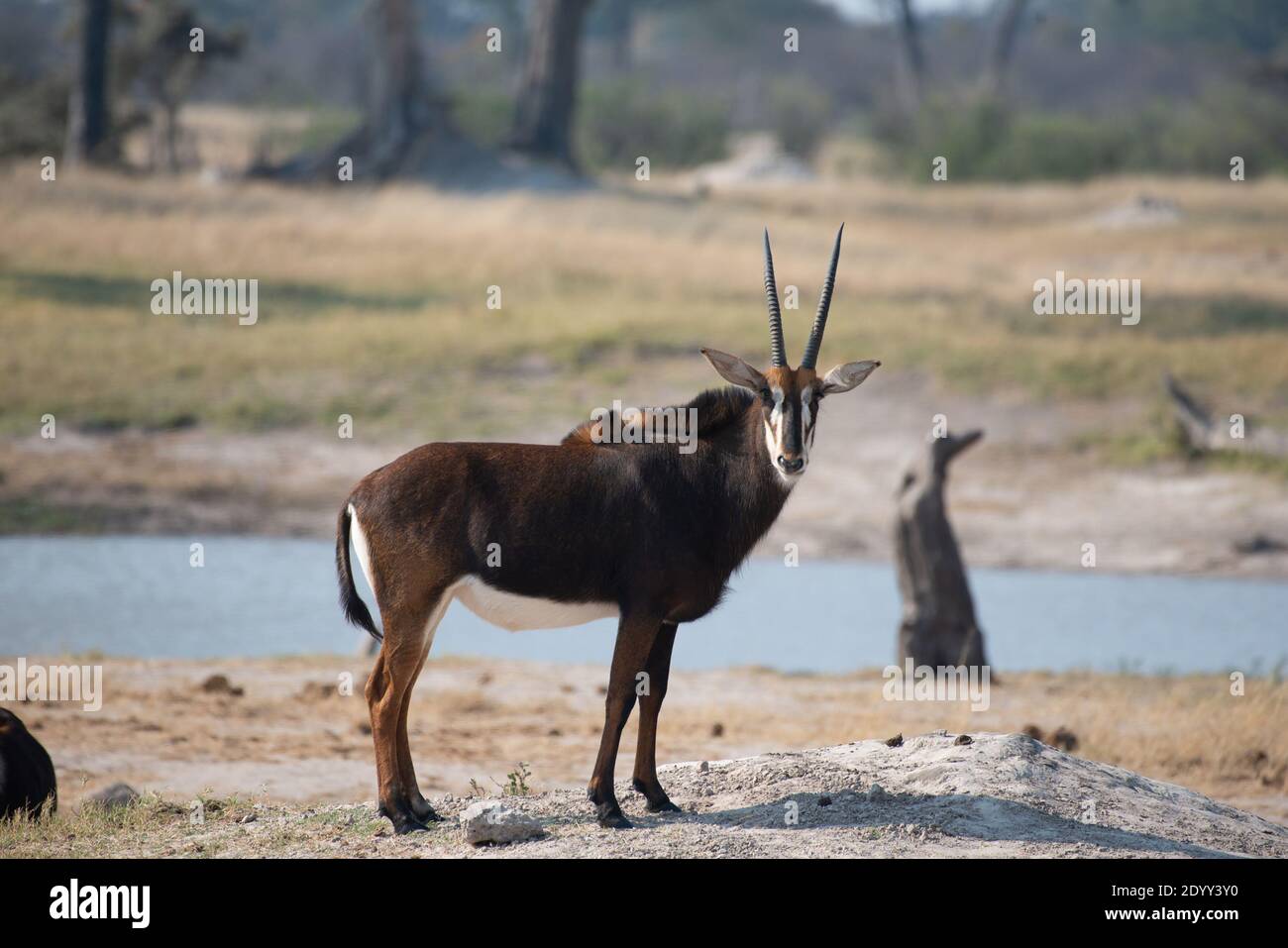 Khula hi-res stock photography and images - Alamy