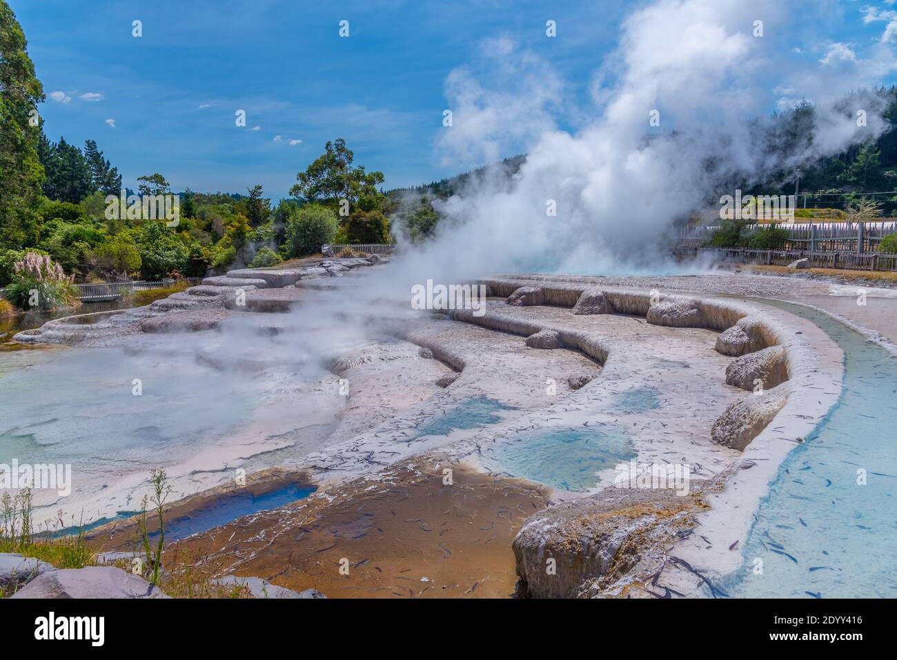 Geyser at Wairakei Terraces in New Zealand Stock Photo - Alamy