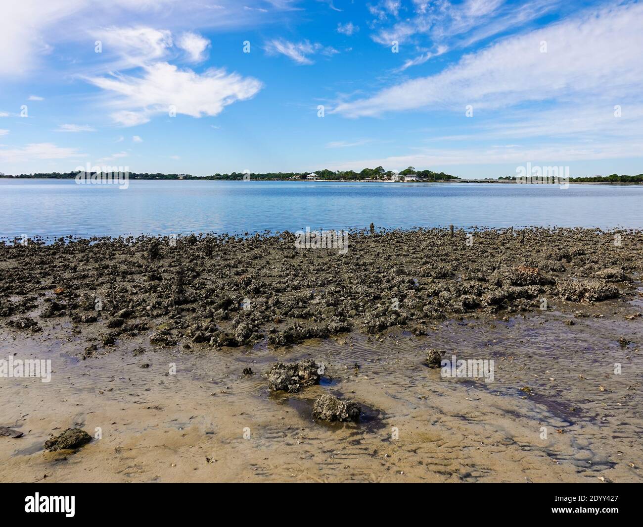 Oyster shells in shallow water, low tide on the west coast, islands in ...