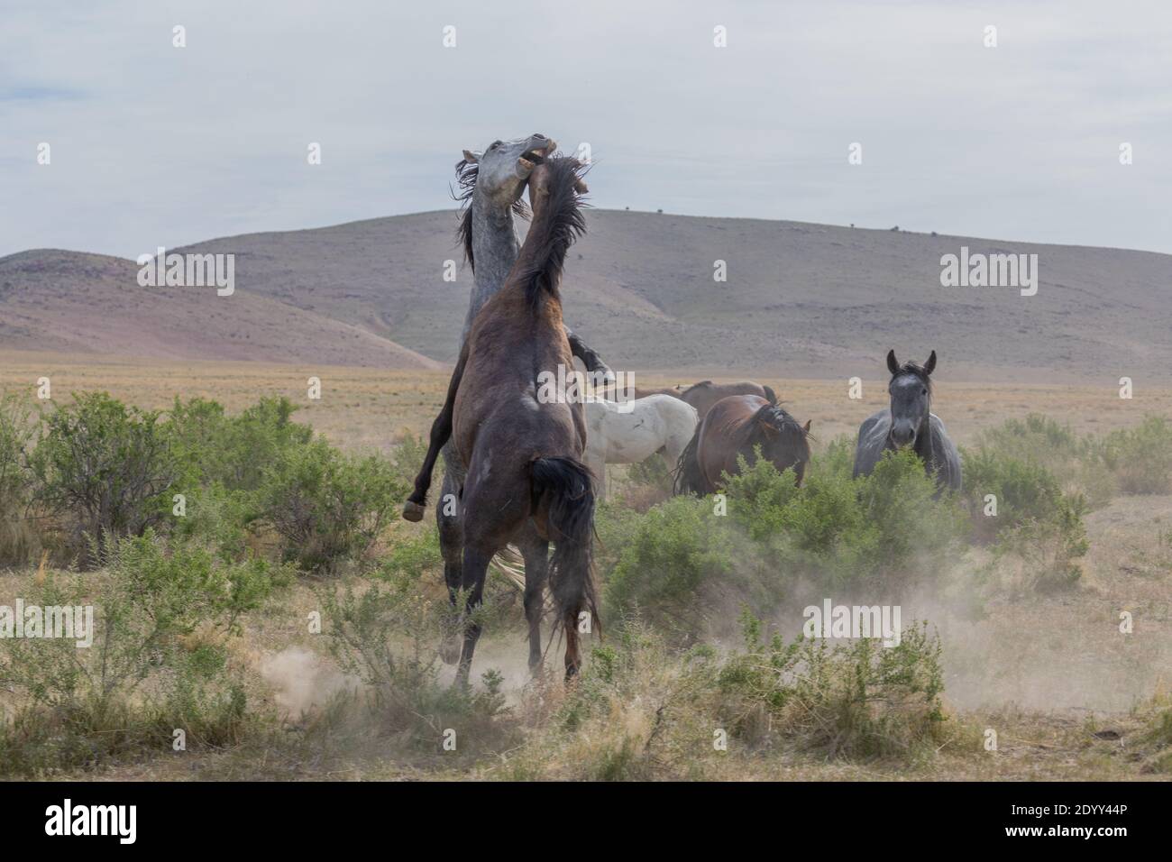 Wild Horse Stallions Fighting in the Utah Desert Stock Photo - Alamy