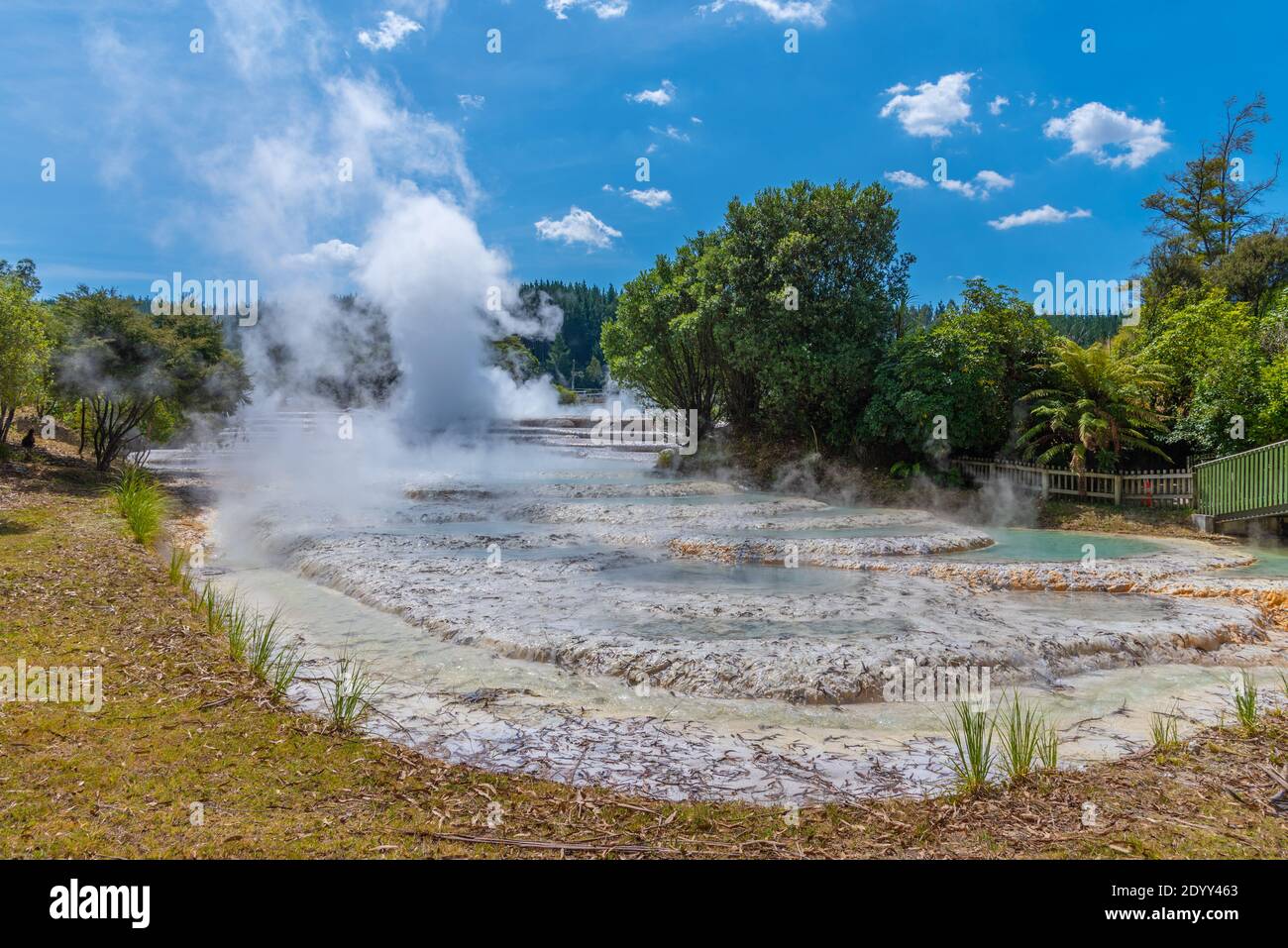 Geyser at Wairakei Terraces in New Zealand Stock Photo - Alamy
