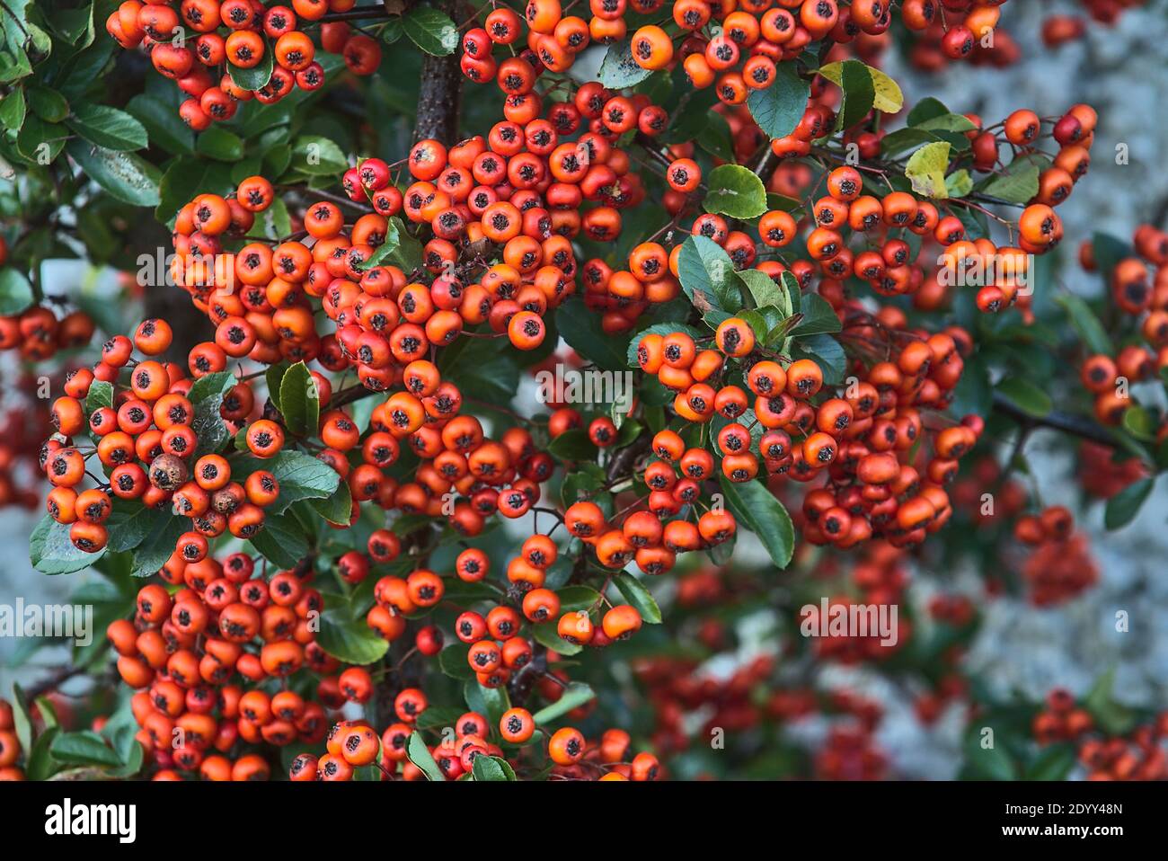 Beautiful background of late autumn red berries of firethorn ...