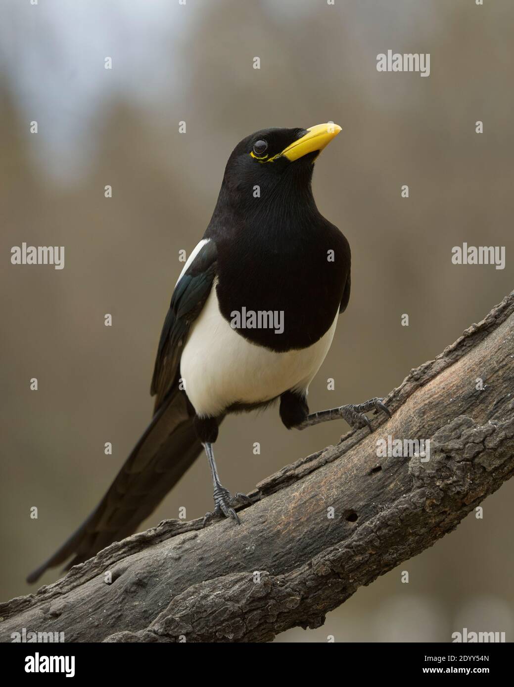 Yellow-billed Magpie (Pica nuttalli), Sacramento County California ...