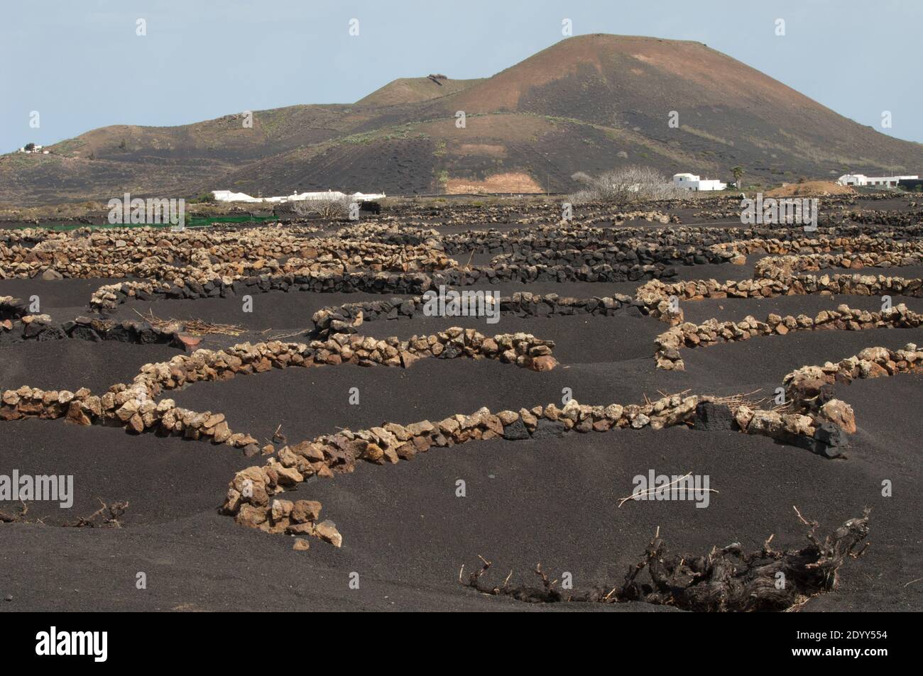 Wine region of La Geria. La Geria Protected Landscape. Lanzarote ...