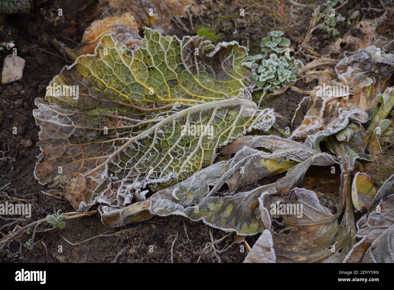 Decomposition process shown using a Cabbage leaf Stock Photo - Alamy