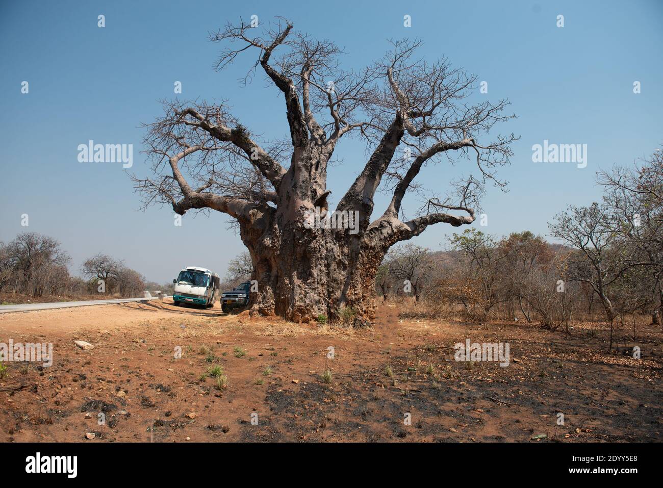 Tree lake kariba hi-res stock photography and images - Alamy