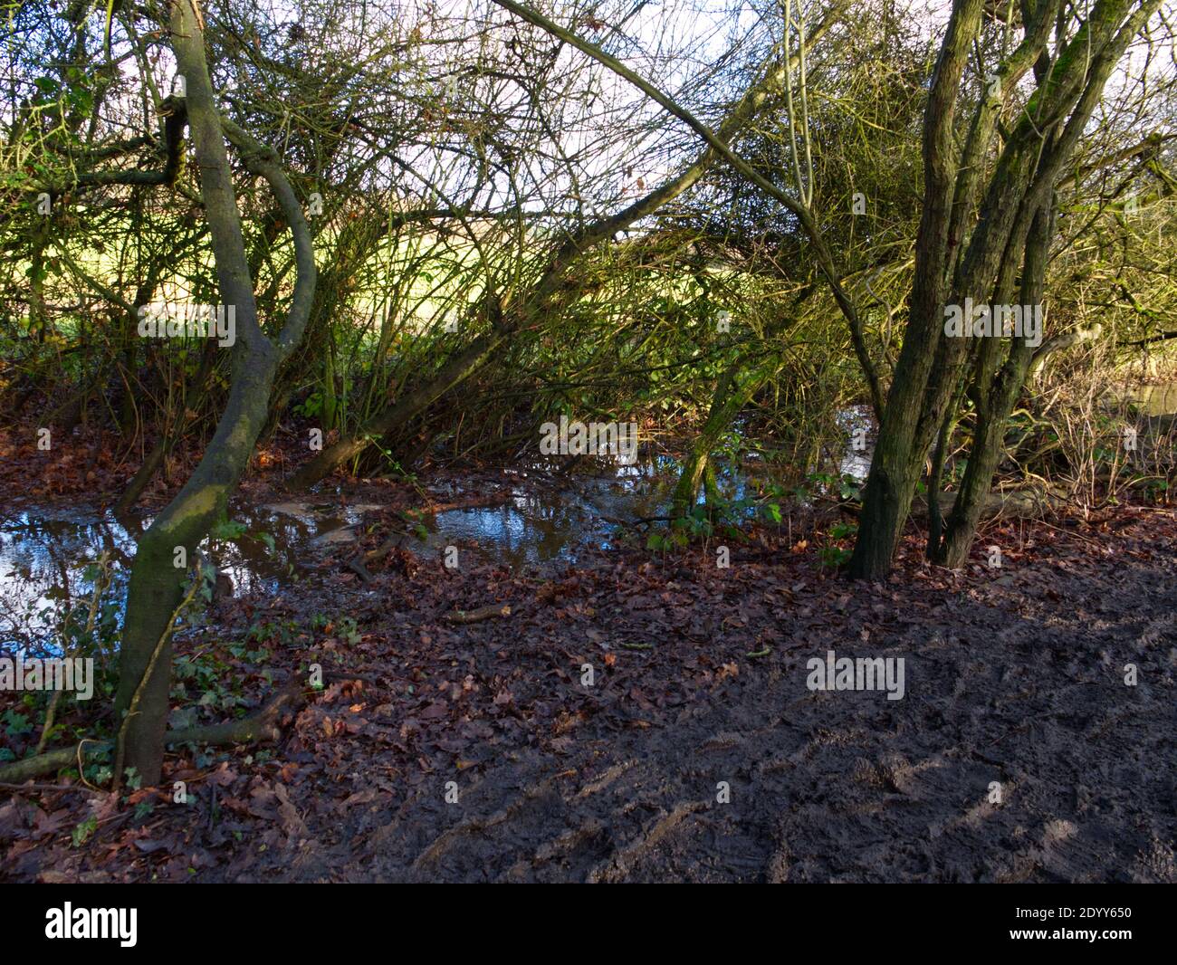 Trent Park Country House & Park, Cockfosters, UK. Wood and Parkland ...