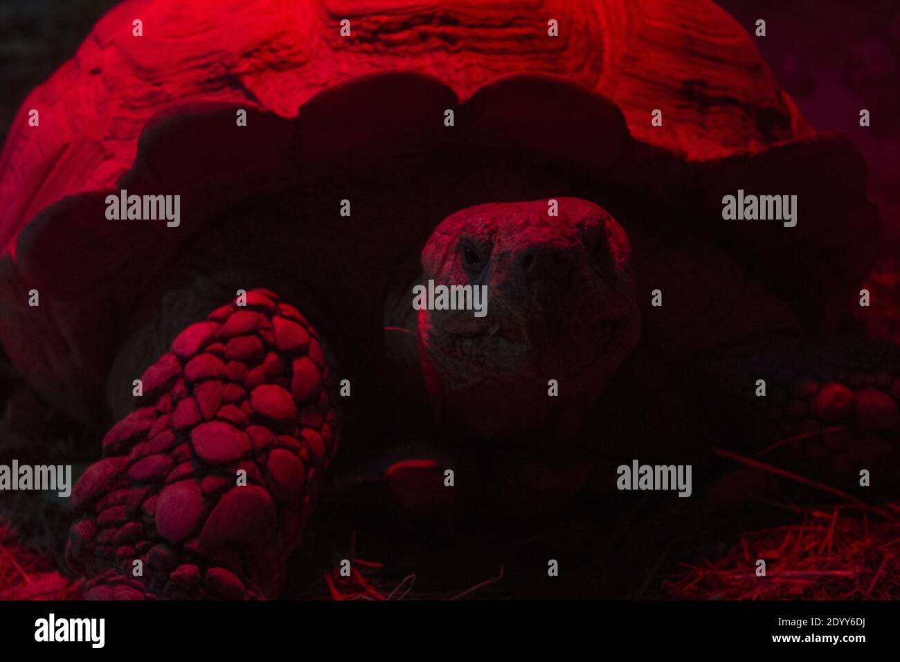 Big turtle hi-res stock photography and images - Alamy