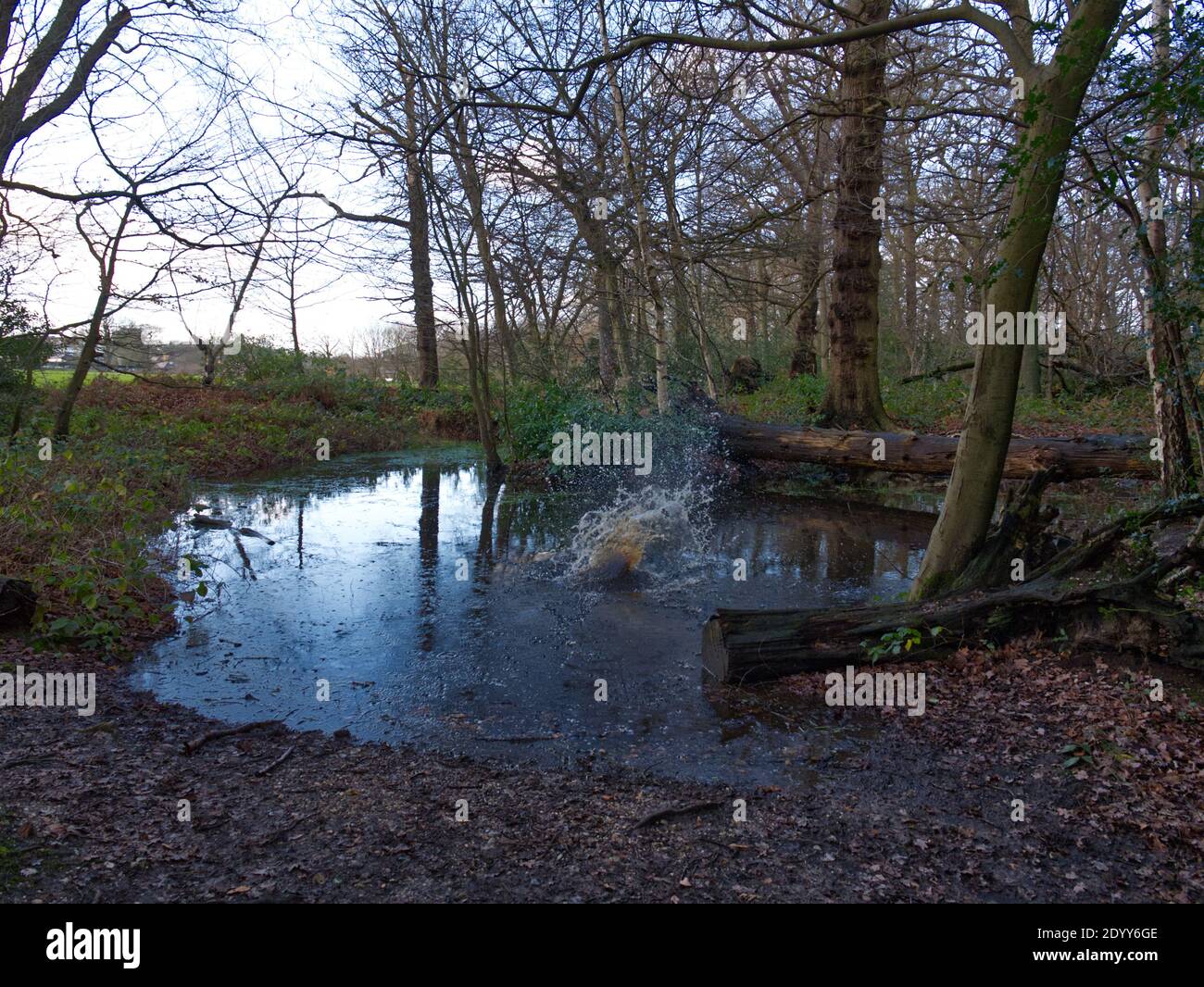 Trent Park Country House & Park, Cockfosters, UK. Wood and Parkland ...